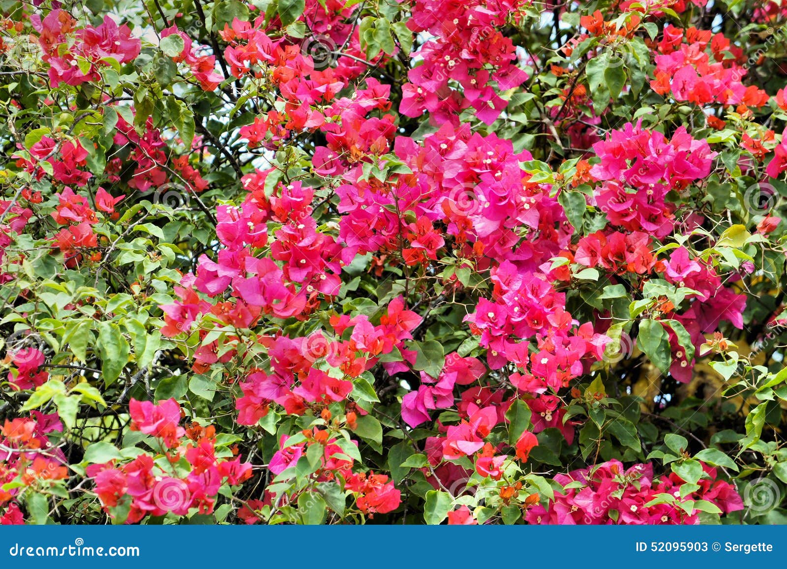 Bright Tropical Shrub with Flowers. Stock Image - Image of purple, fort ...