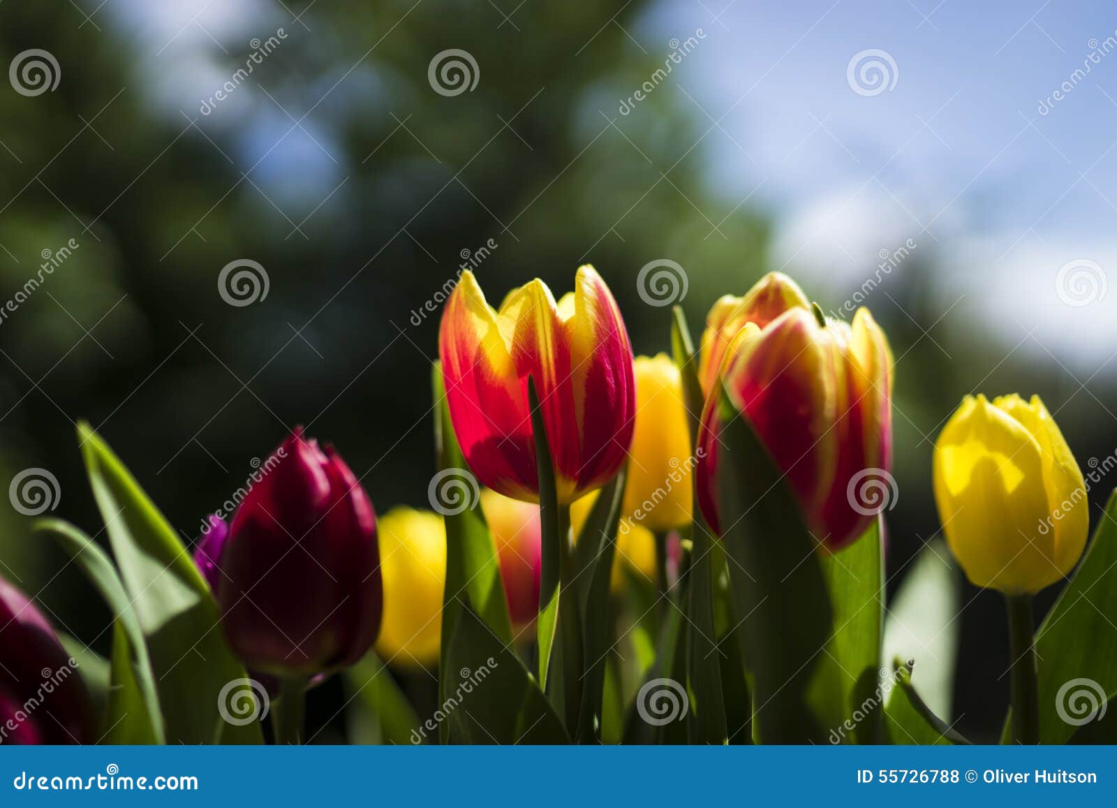 Bright tulips in May stock photo. Image of romantic, beautiful - 55726788