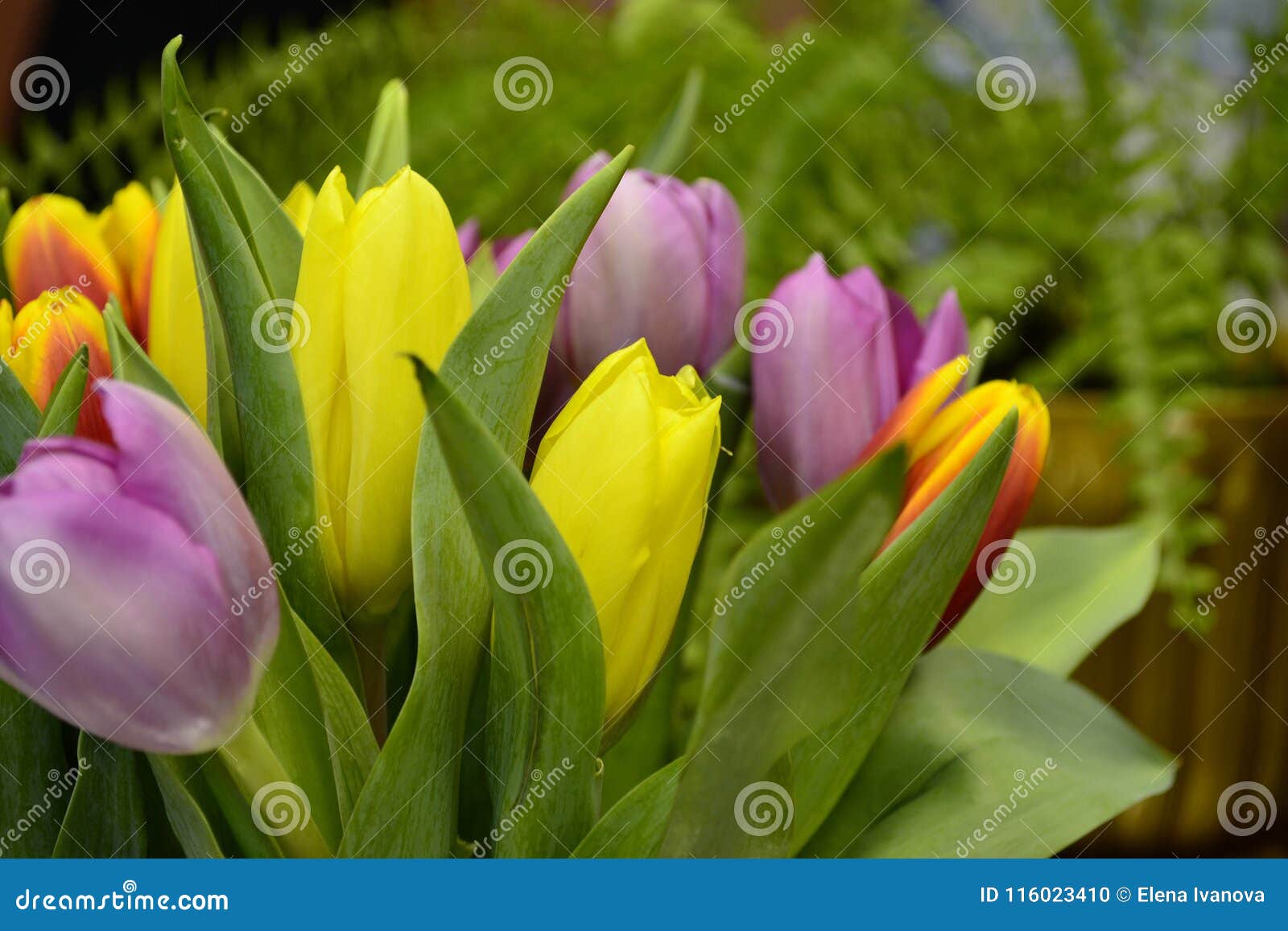 Bright tulips in spring stock photo. Image of spring - 116023410