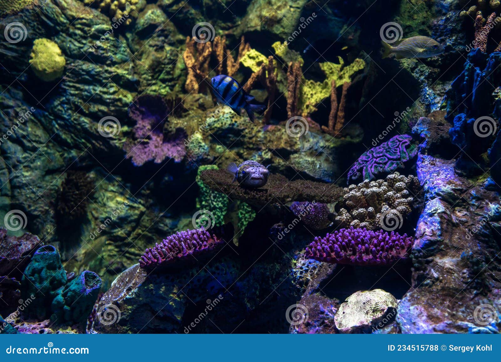 The Bright Underwater World Stock Photo - Image of wildlife, tropical ...