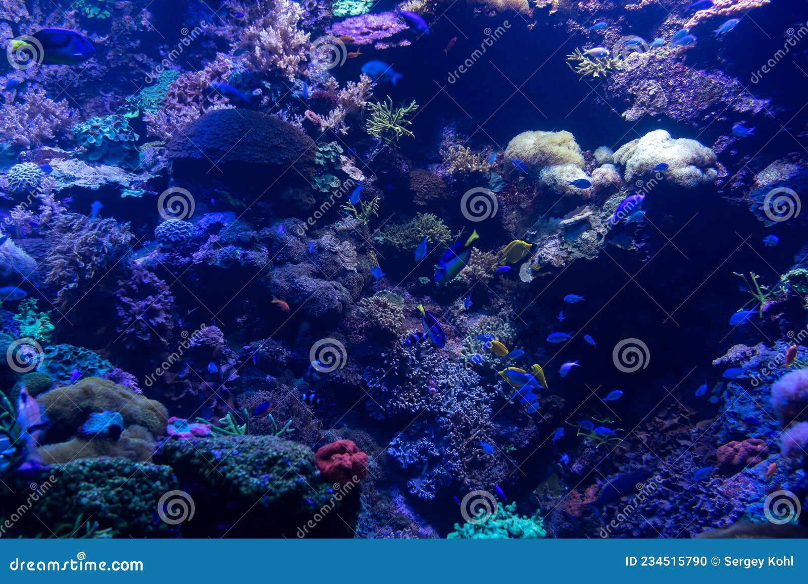 The Bright Underwater World Stock Photo - Image of wildlife, deep ...