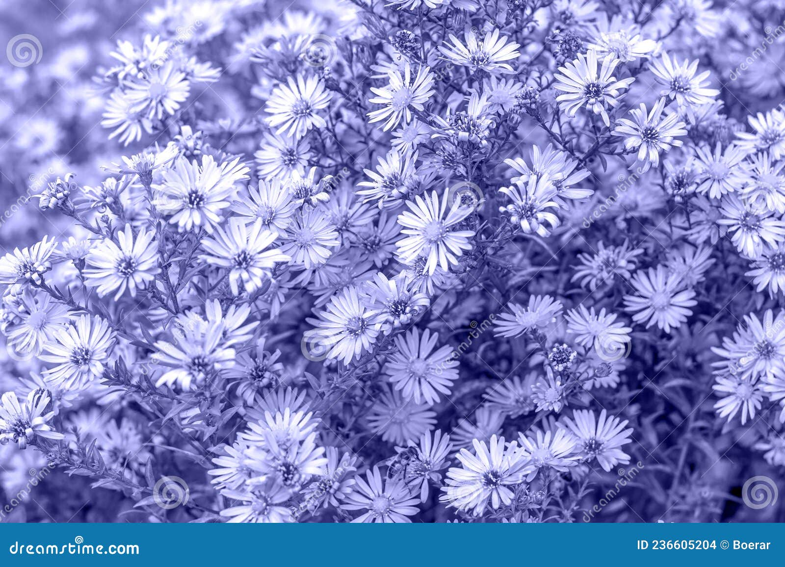 Bright Very Peri Colored Purple Aster Flower Background. Stock Photo ...