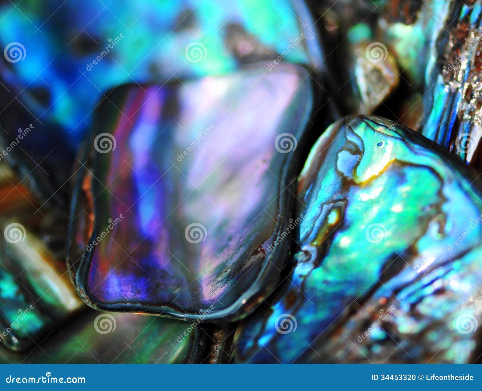 Colorful Paua Sea Shells, Stones And Seaweed On The Beach In New ...