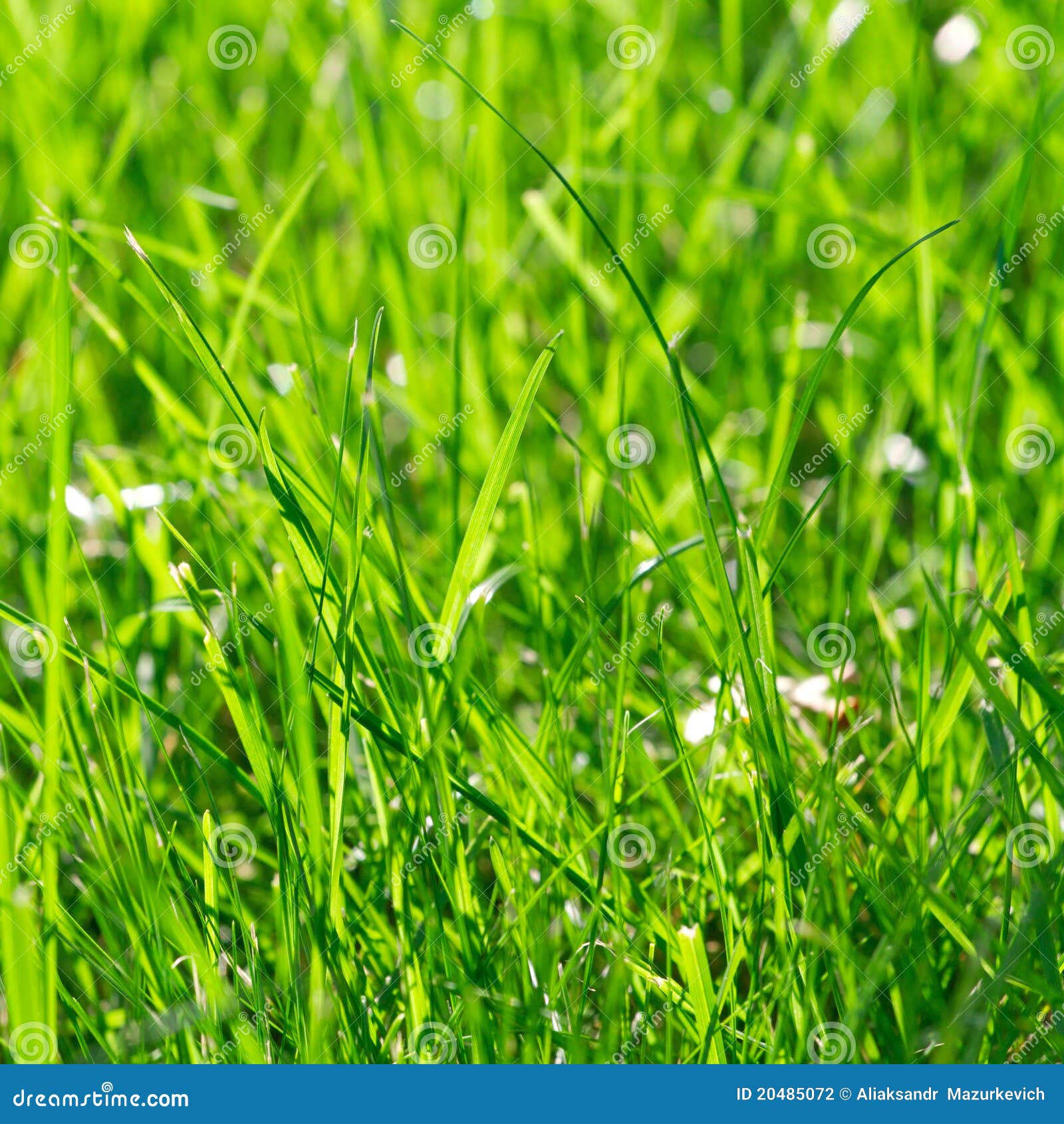 Bright vibrant green grass stock photo. Image of green - 20485072