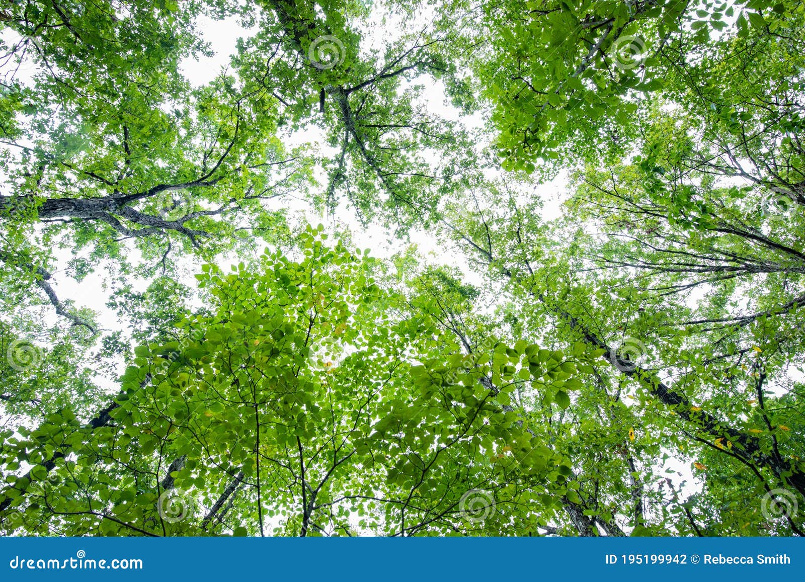 Bright View of Trees in the Forest View from the Ground Looking Up ...
