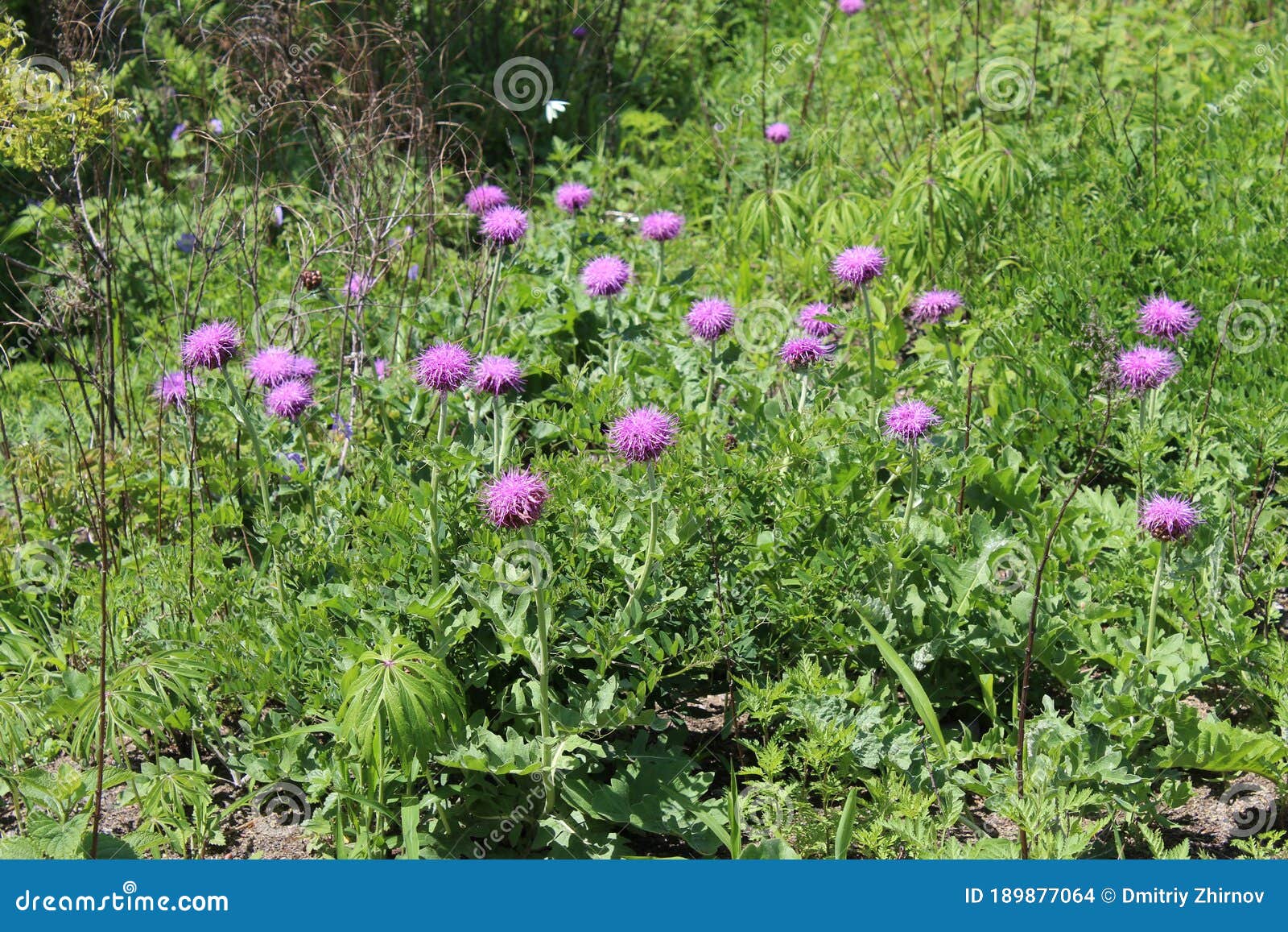 Bright violet flower stock photo. Image of climate, film - 189877064