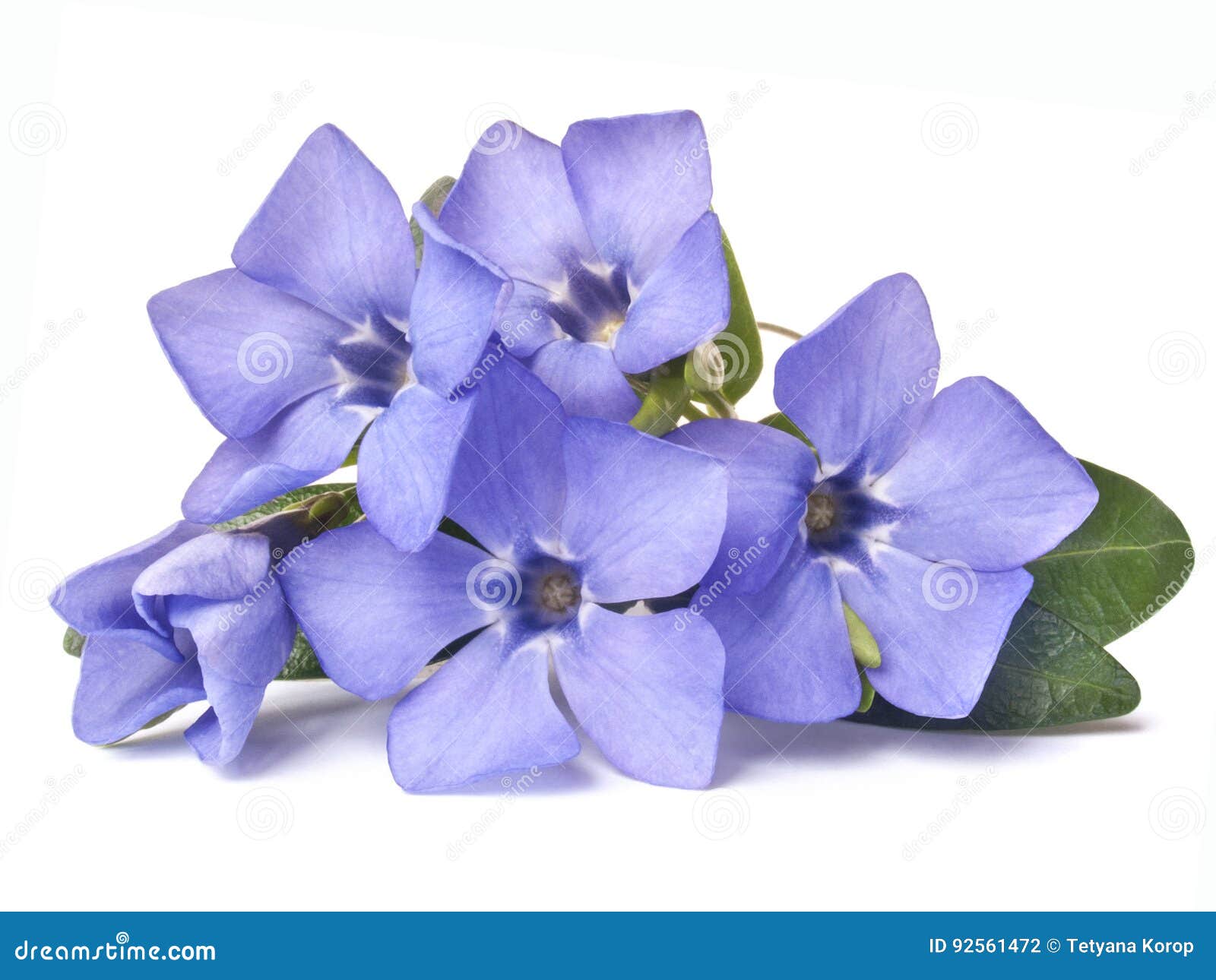 Bright Violet Wild Periwinkle Flower Stock Photo - Image of flora ...