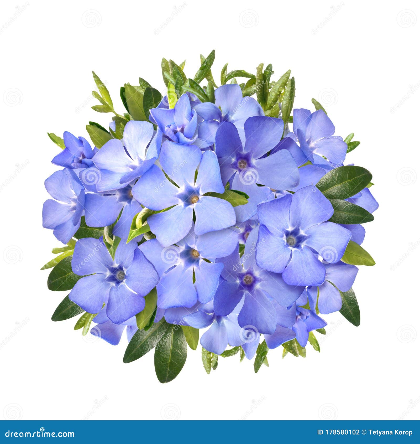 Periwinkle Flowers