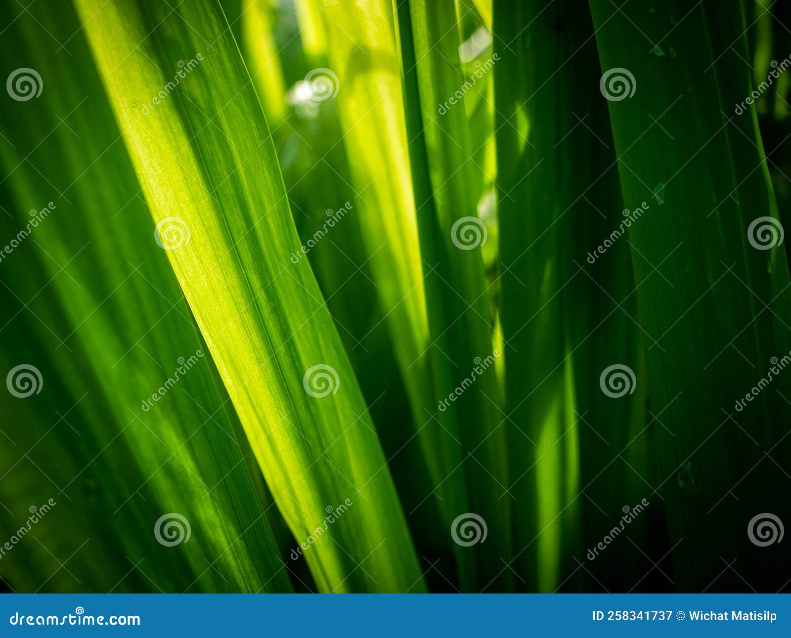 Bright Walking Iris Leaf stock image. Image of design - 258341737