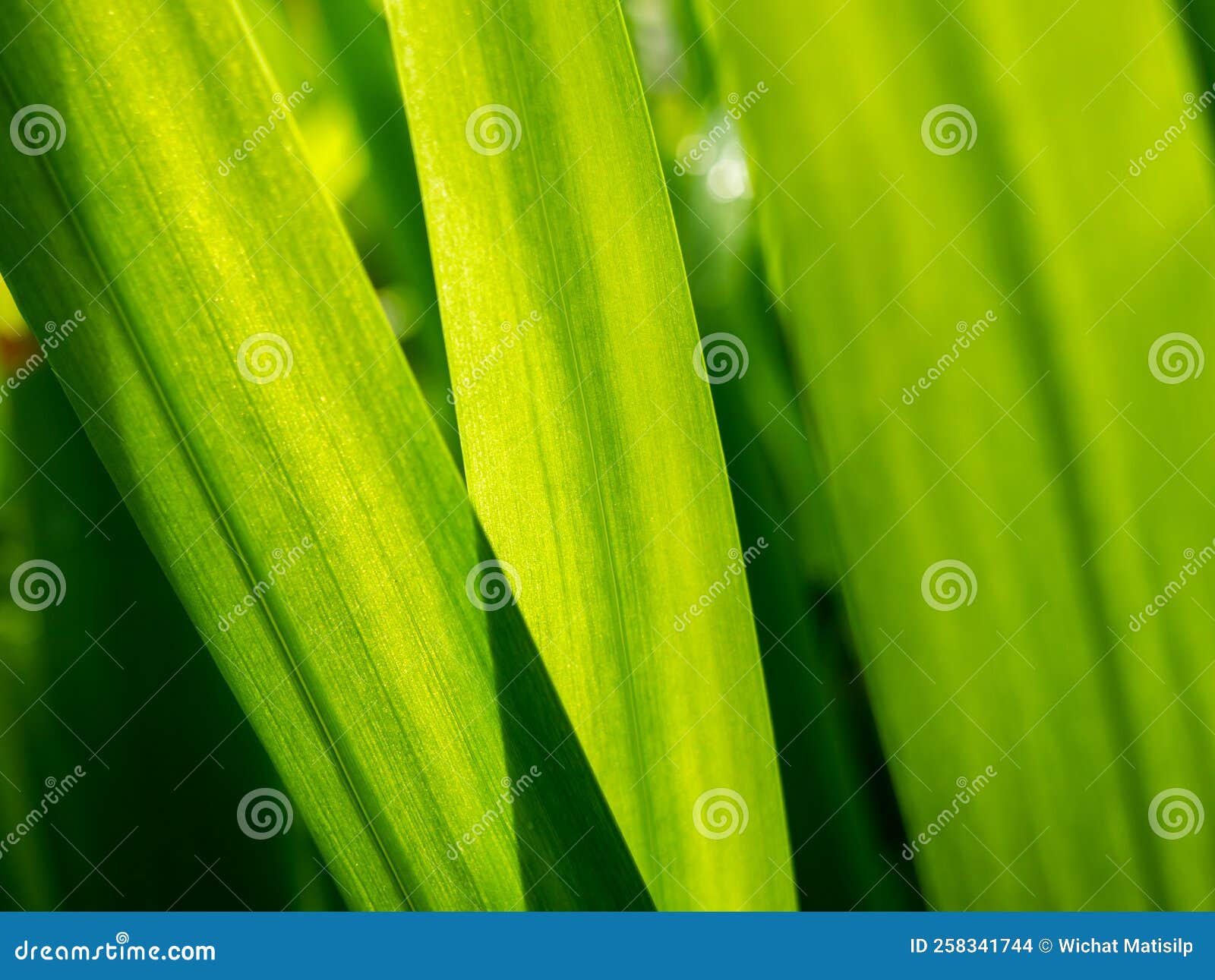 Bright Walking Iris Leaf stock photo. Image of beautiful - 258341744