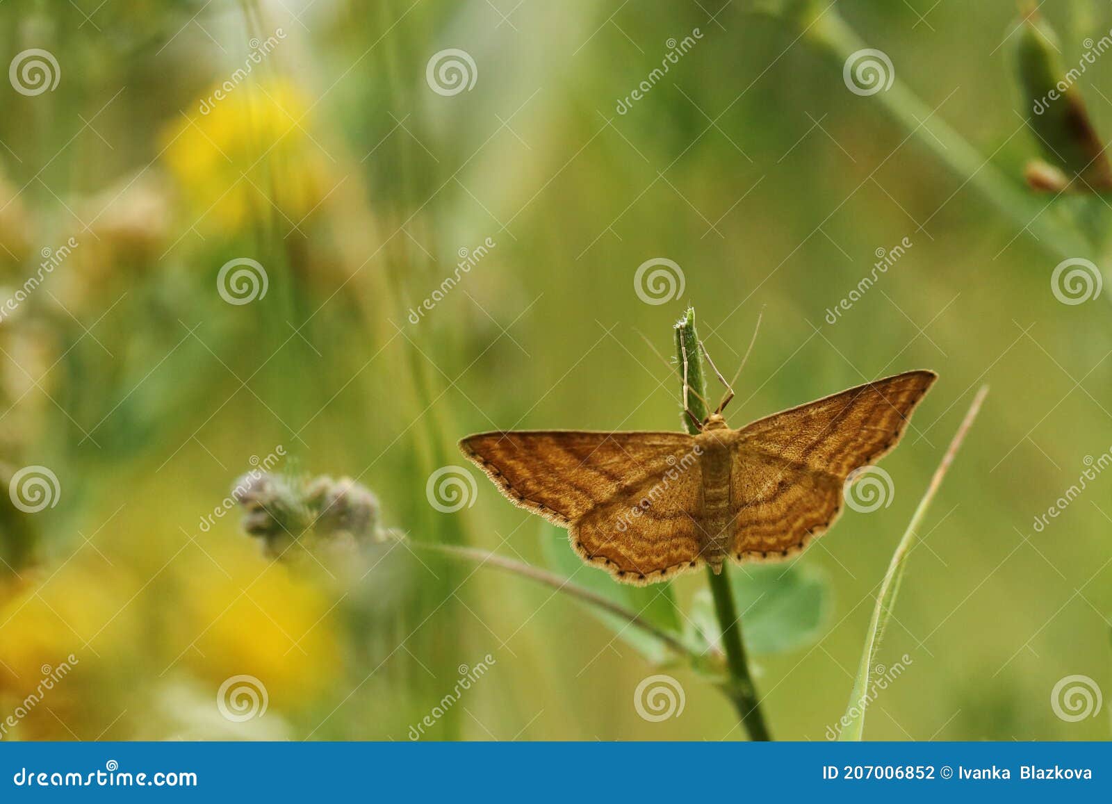 Bright wave moth stock photo. Image of moth, bright - 207006852