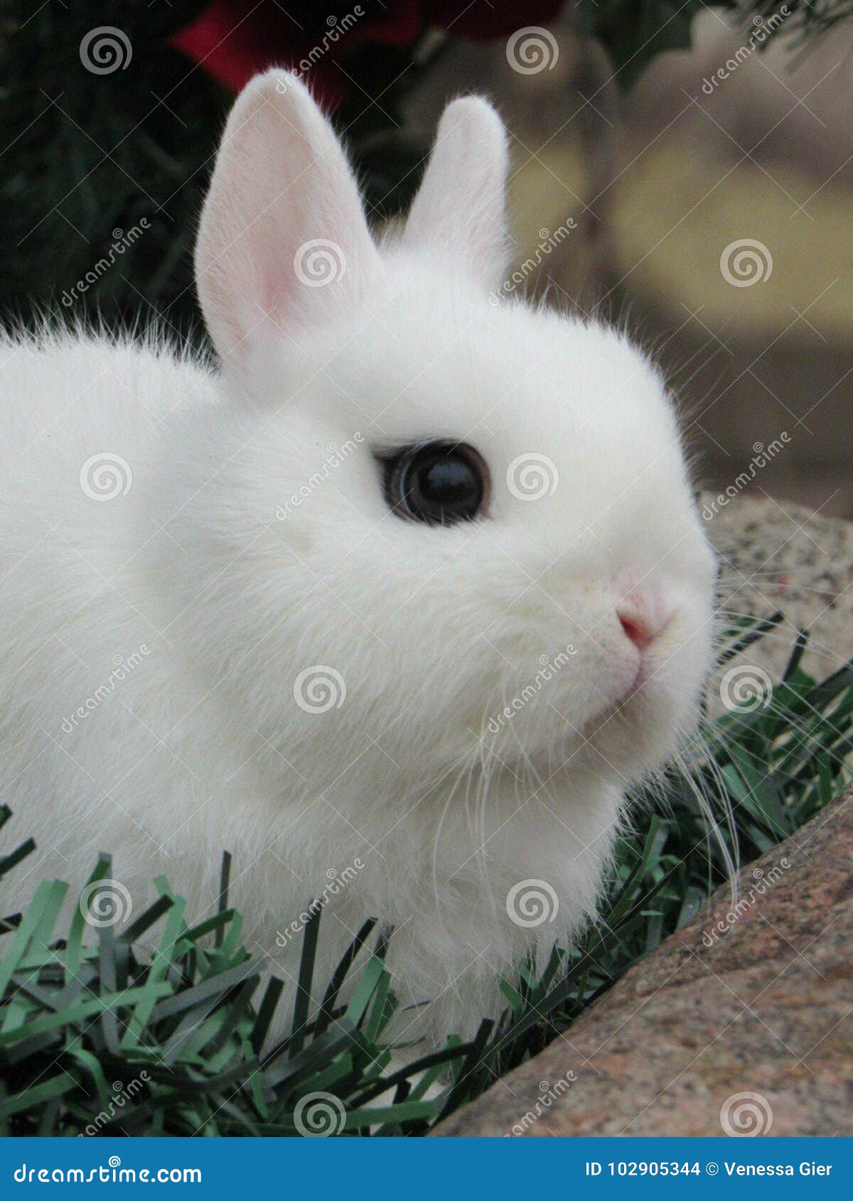 Bright white bunny stock photo. Image of cuddly, eyes - 102905344