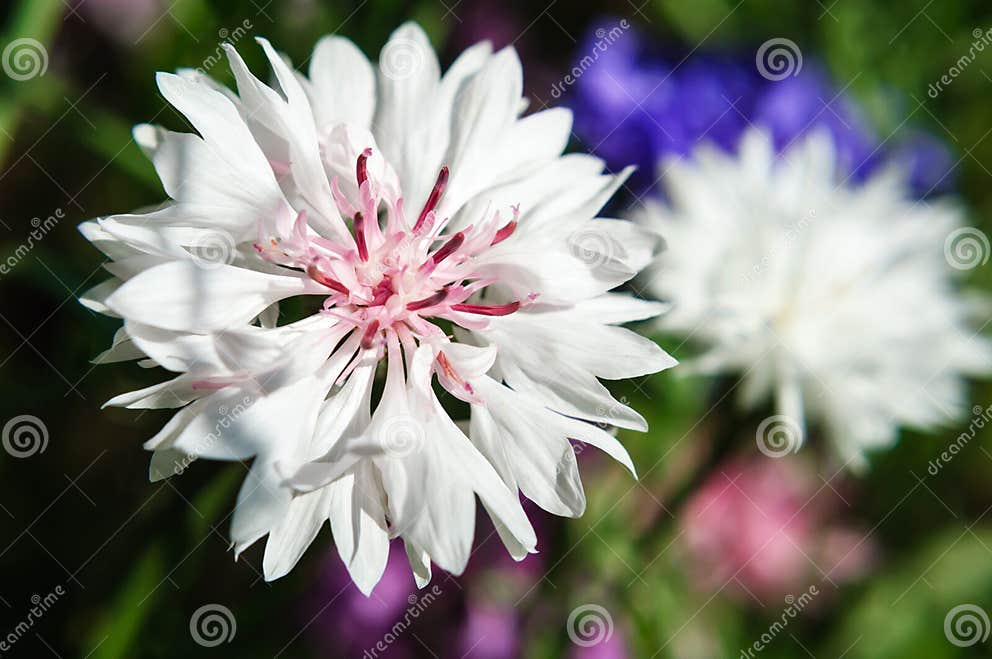 Bright White Cornflower Flower in the Garden Stock Image - Image of blossom, cornflower: 155443669