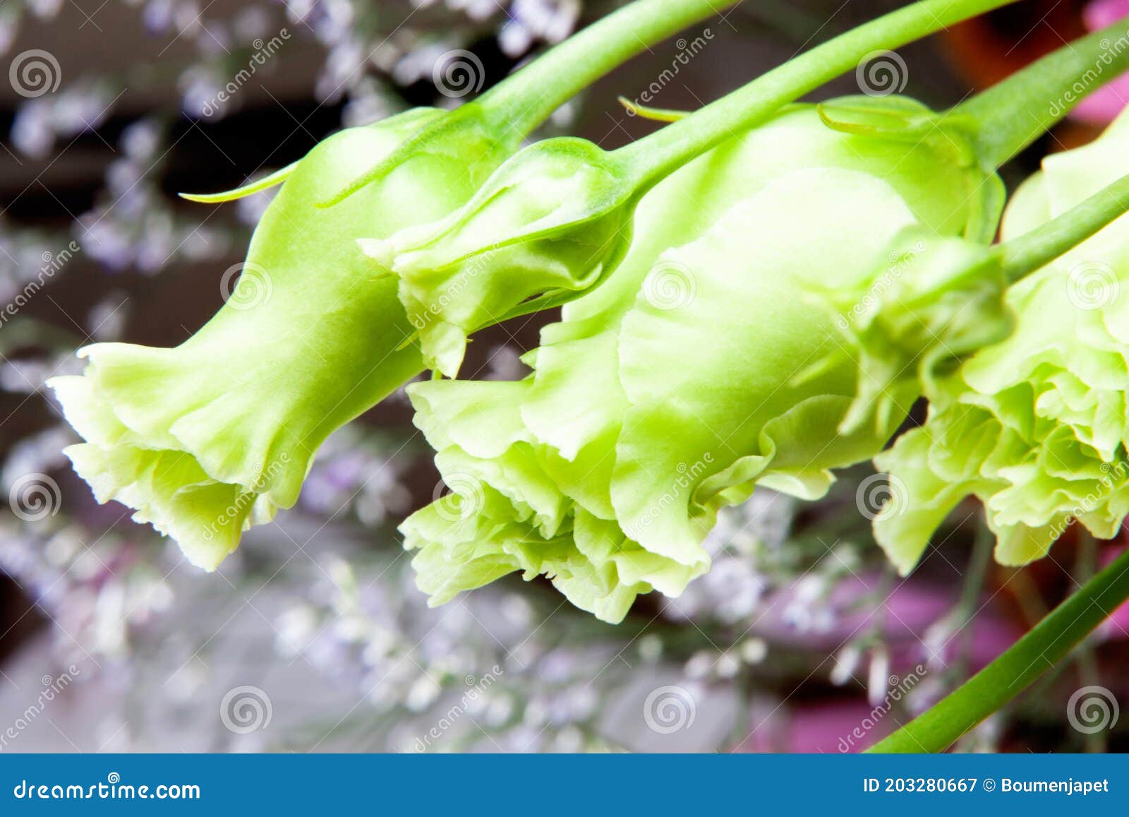 Bright White, Green Eustoma Flowers Stock Image - Image of botanical ...