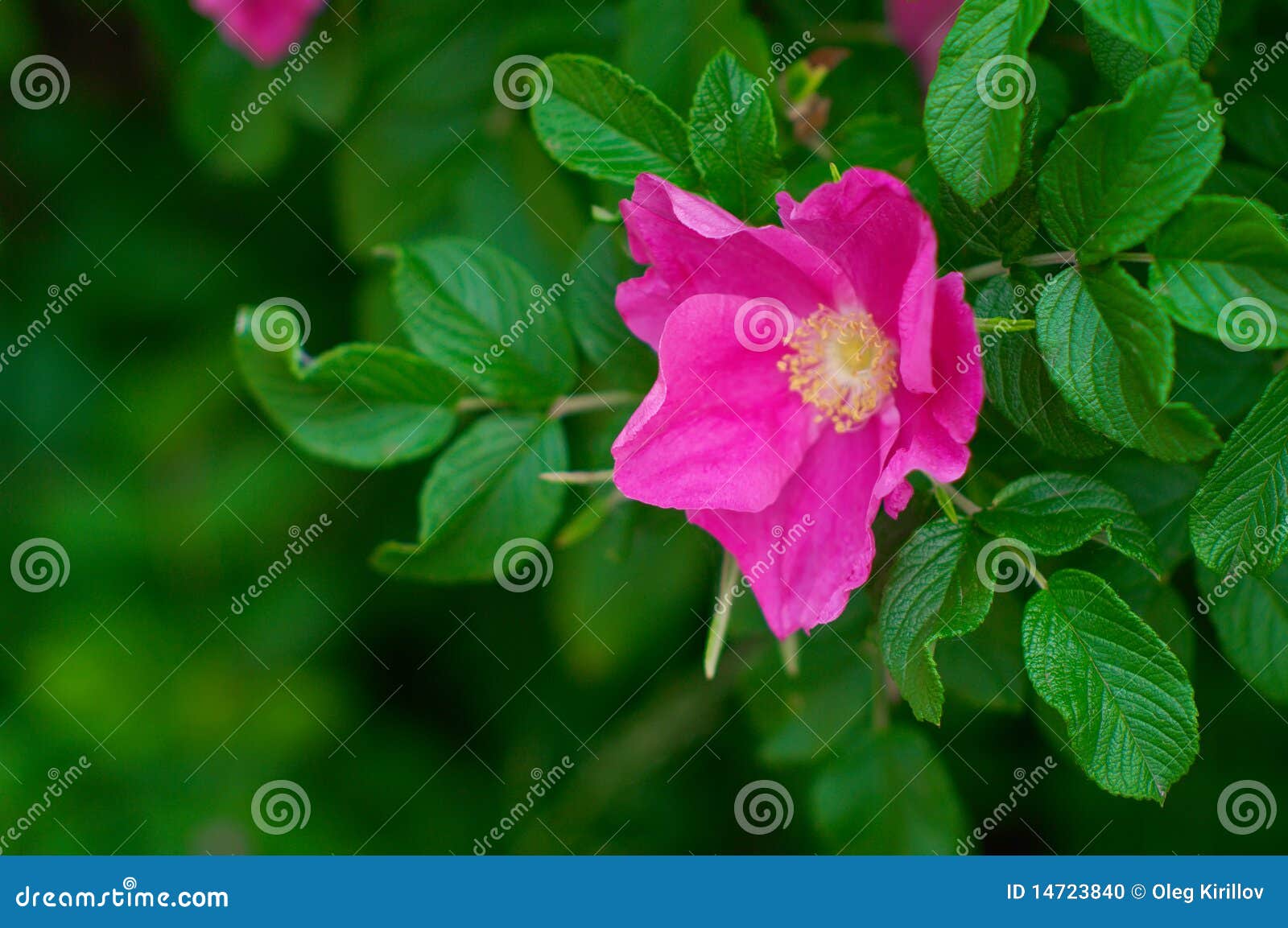 Bright wild rose flower stock photo. Image of purple - 14723840