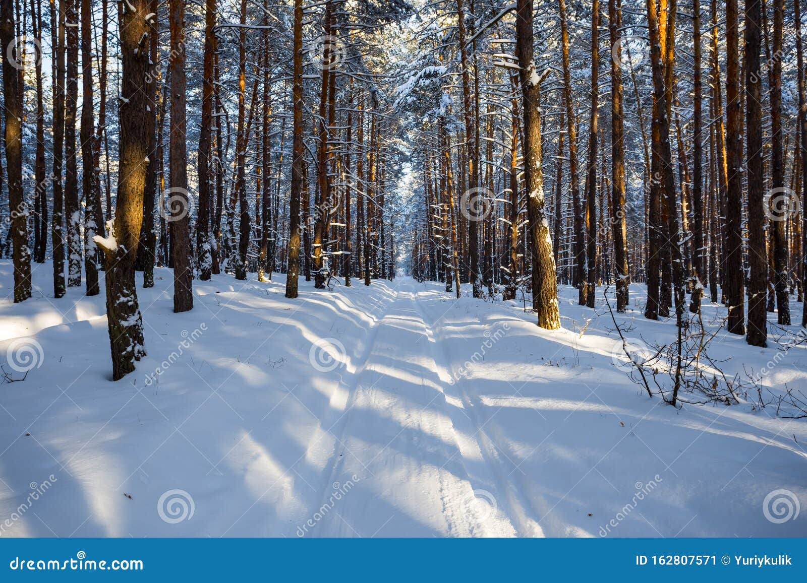 Road in Winter Snowbound Pine Forest Stock Image - Image of scenery ...