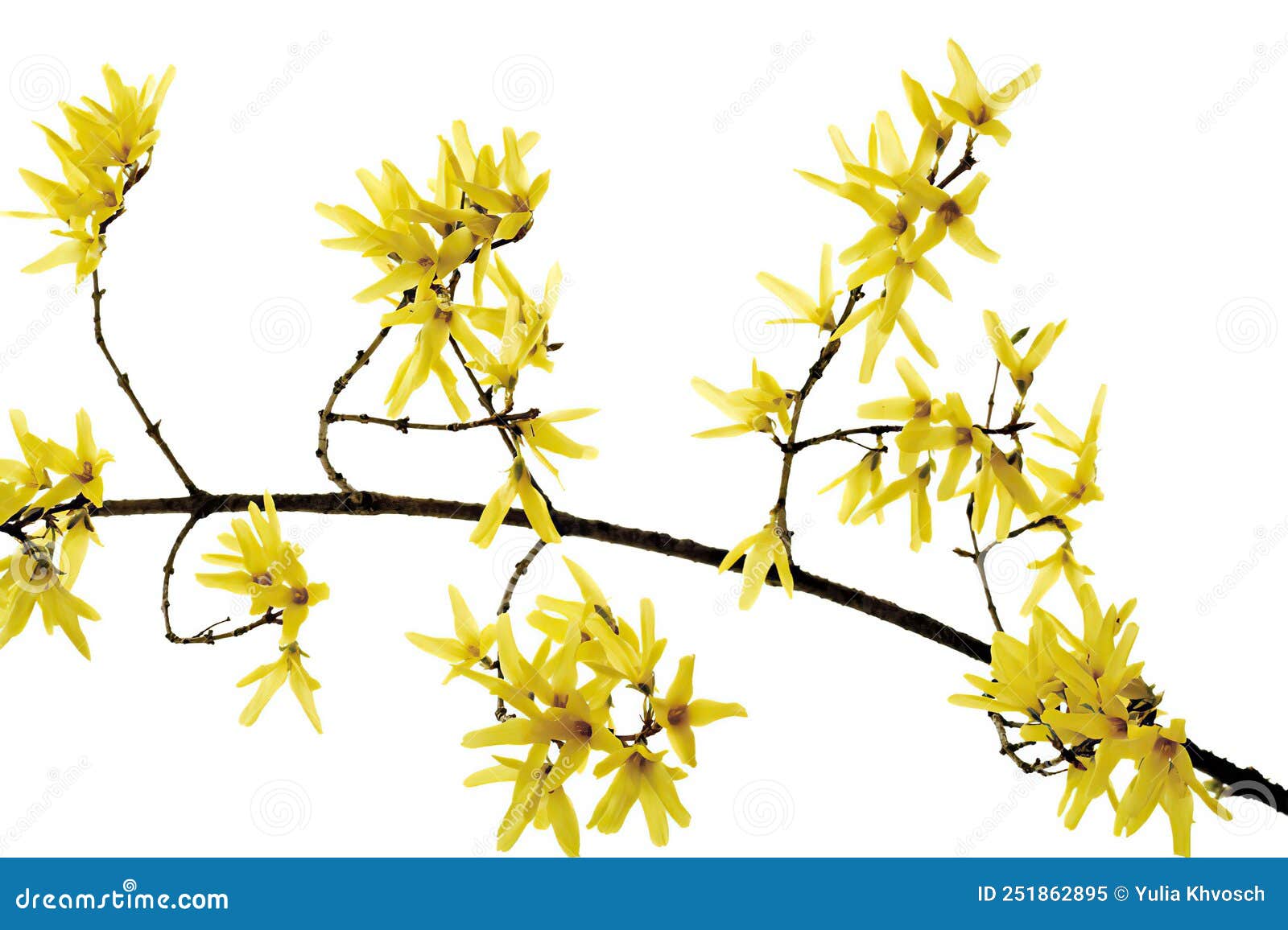 Bright Yellow April Flowers Isolated on White. Stock Image - Image of ...