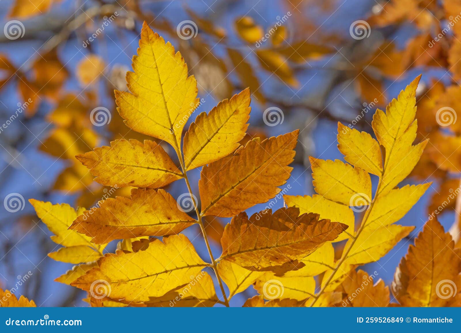 Bright Yellow Ash Tree Foliage at Fall Stock Image - Image of park ...
