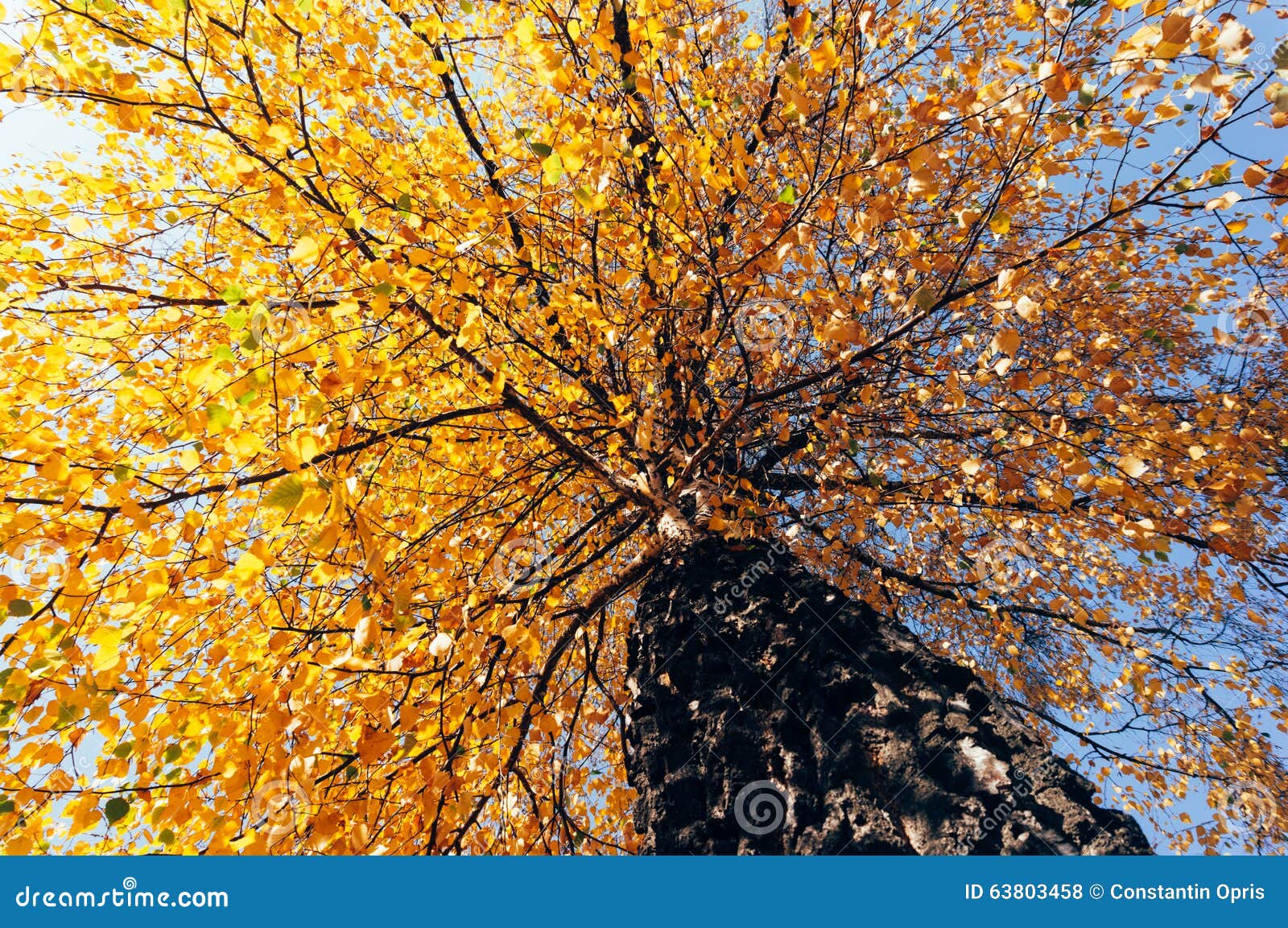 Bright Yellow Autumn Tree Leaves Stock Photo - Image of fall, crown ...