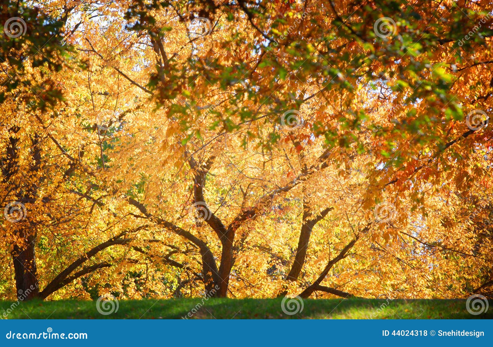 Bright yellow autumn trees stock photo. Image of orange - 44024318