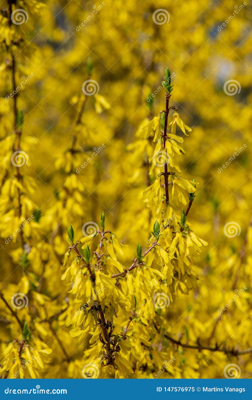 Bright Yellow Blossoms on the Bushes Stock Image - Image of nature ...