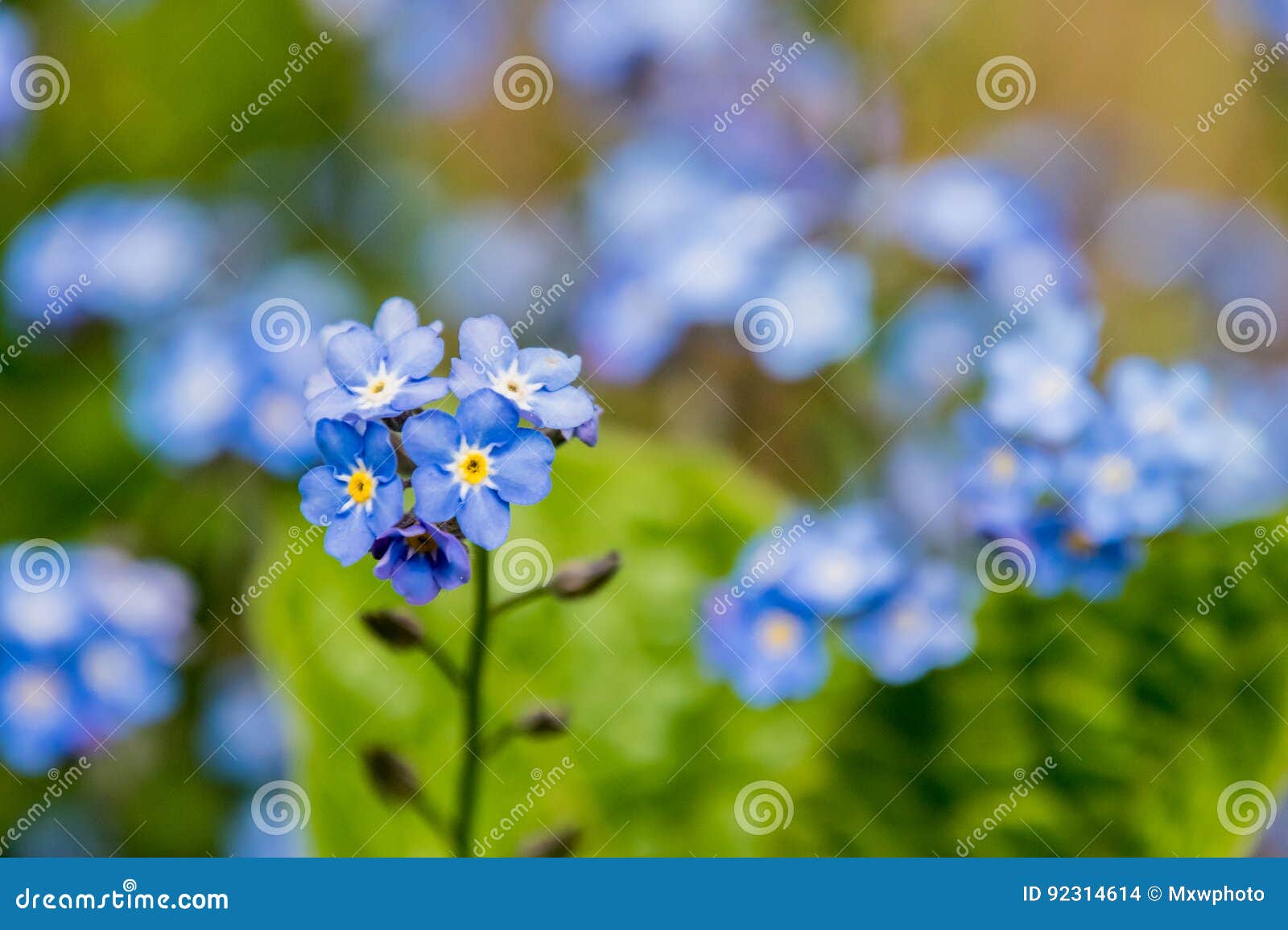 Bright Yellow and Blue Colored Blossoms Blooming Spring Stock Photo ...