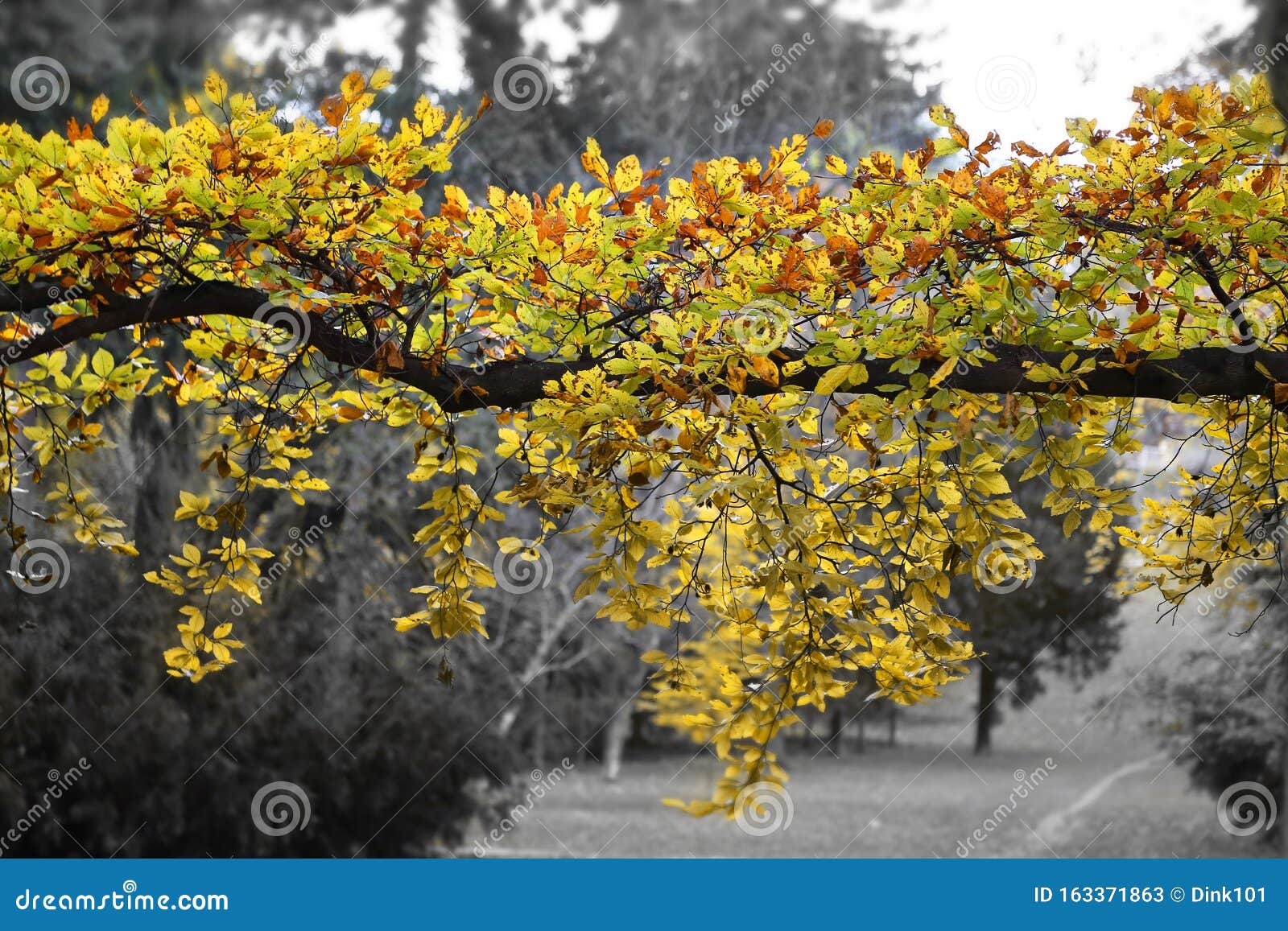 Bright Yellow Branch of Autumn Tree Stock Image - Image of green ...