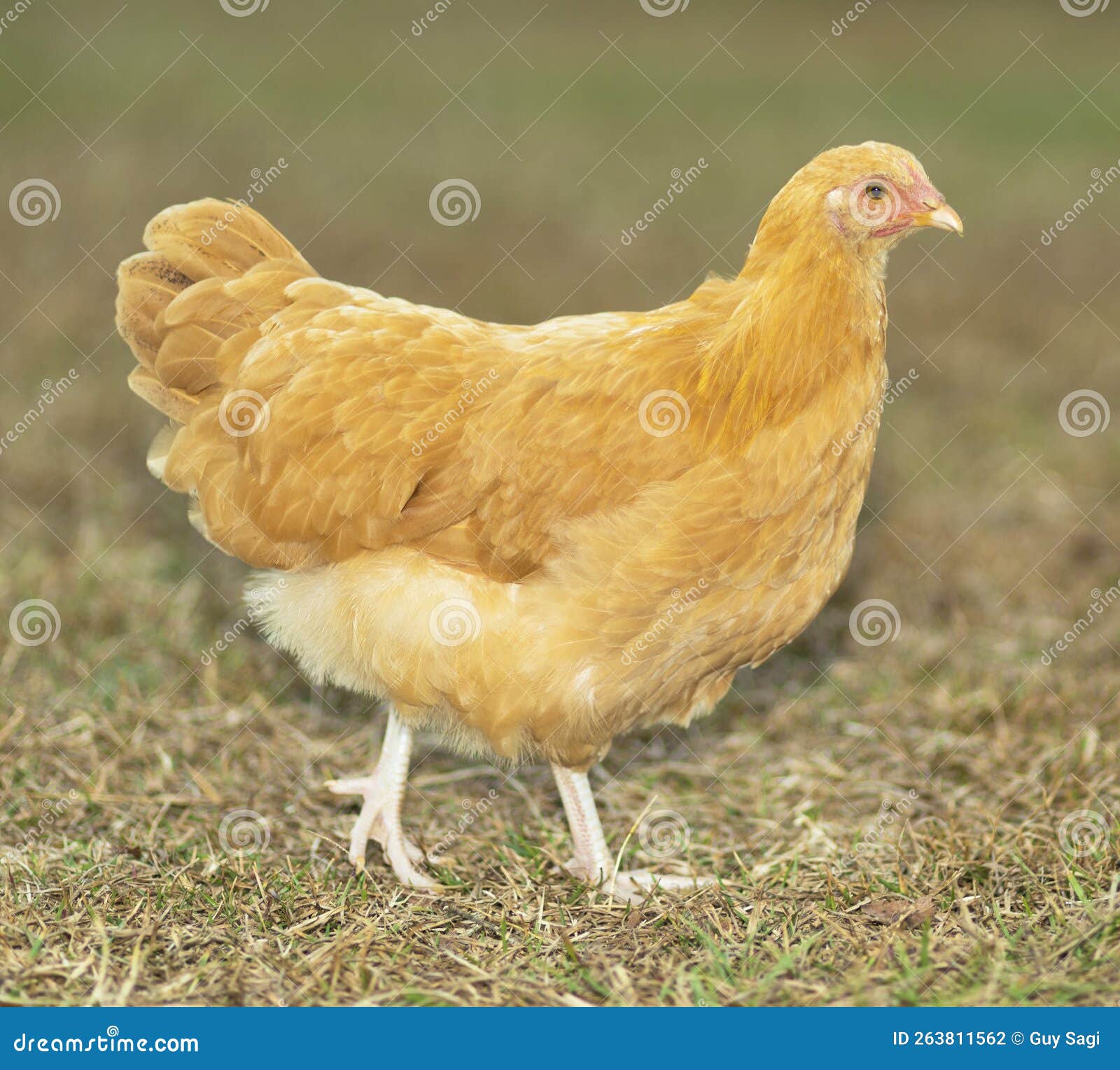 Bright yellow chicken hen stock photo. Image of pasture - 263811562