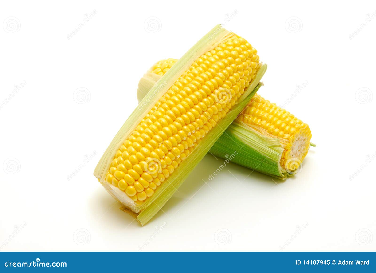 Bright Yellow Corn Cobs Isolated Stock Image - Image of corn, food ...