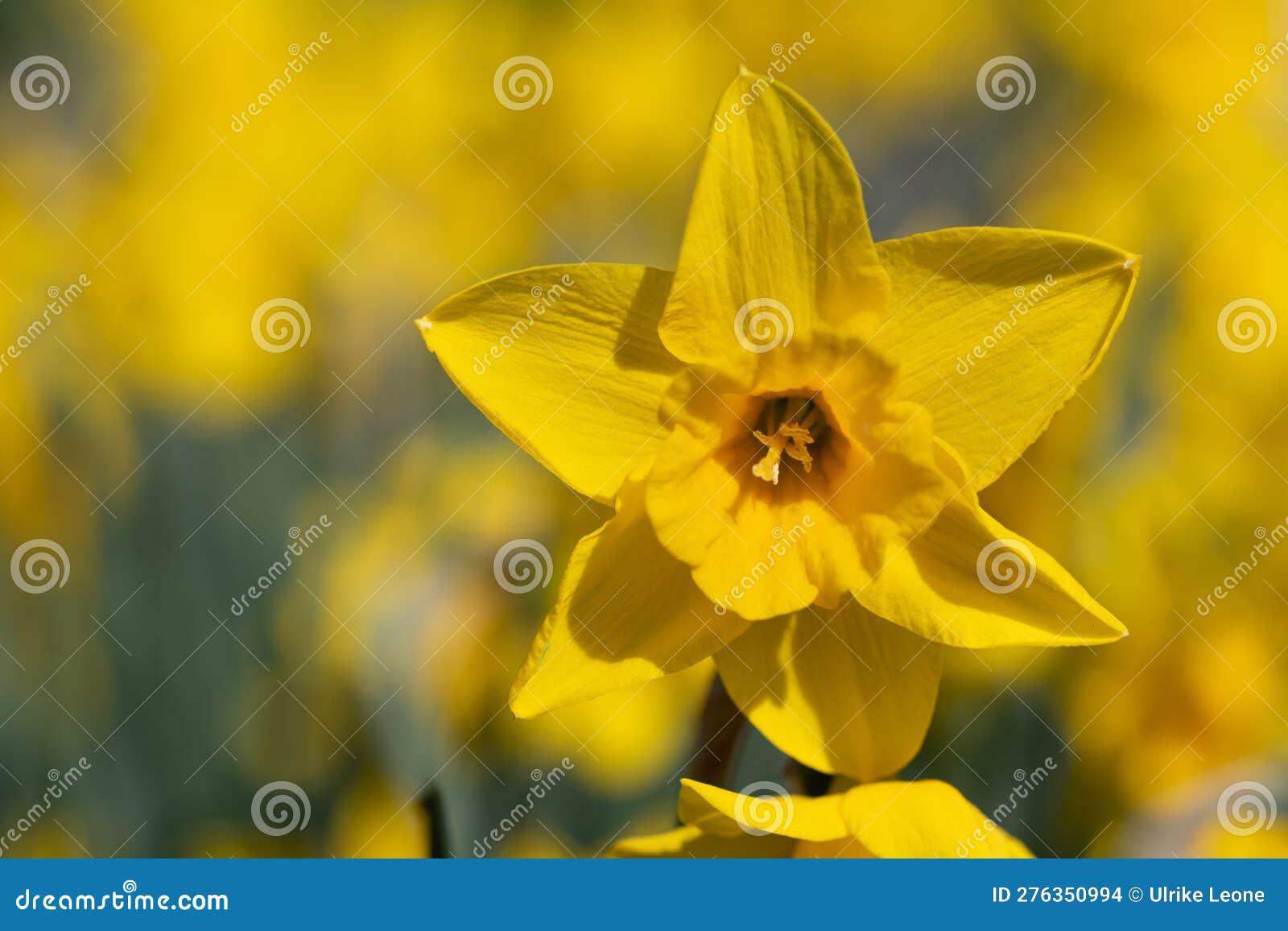 A Bright Yellow Daffodil Grows in a Field of Daffodils in Spring Stock ...