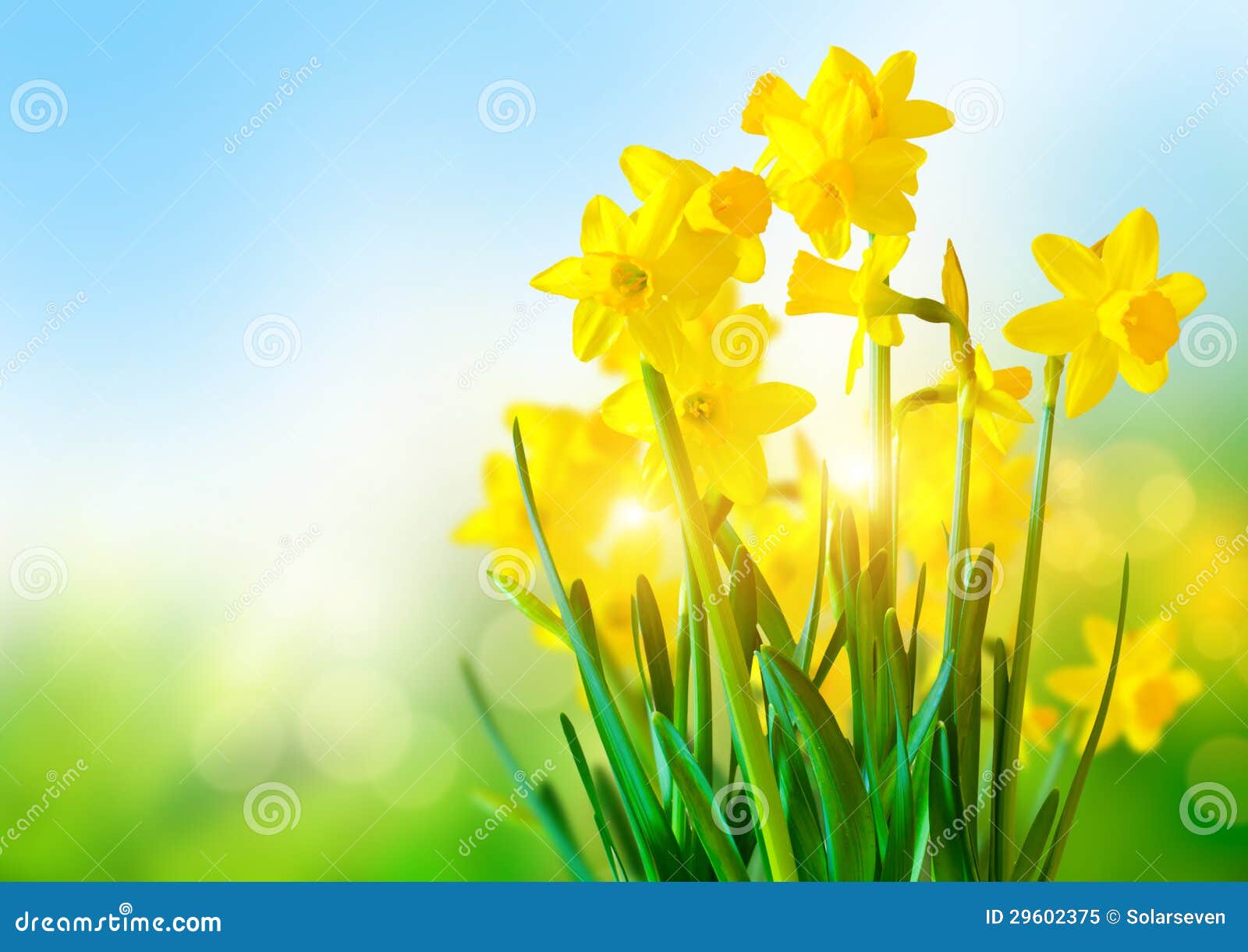 Bright Yellow Daffodils stock image. Image of growth - 29602375