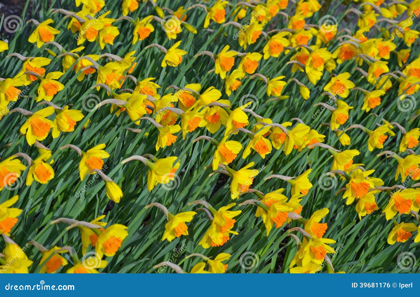 Bright Yellow Daffodils in Spring Stock Photo - Image of blooms ...