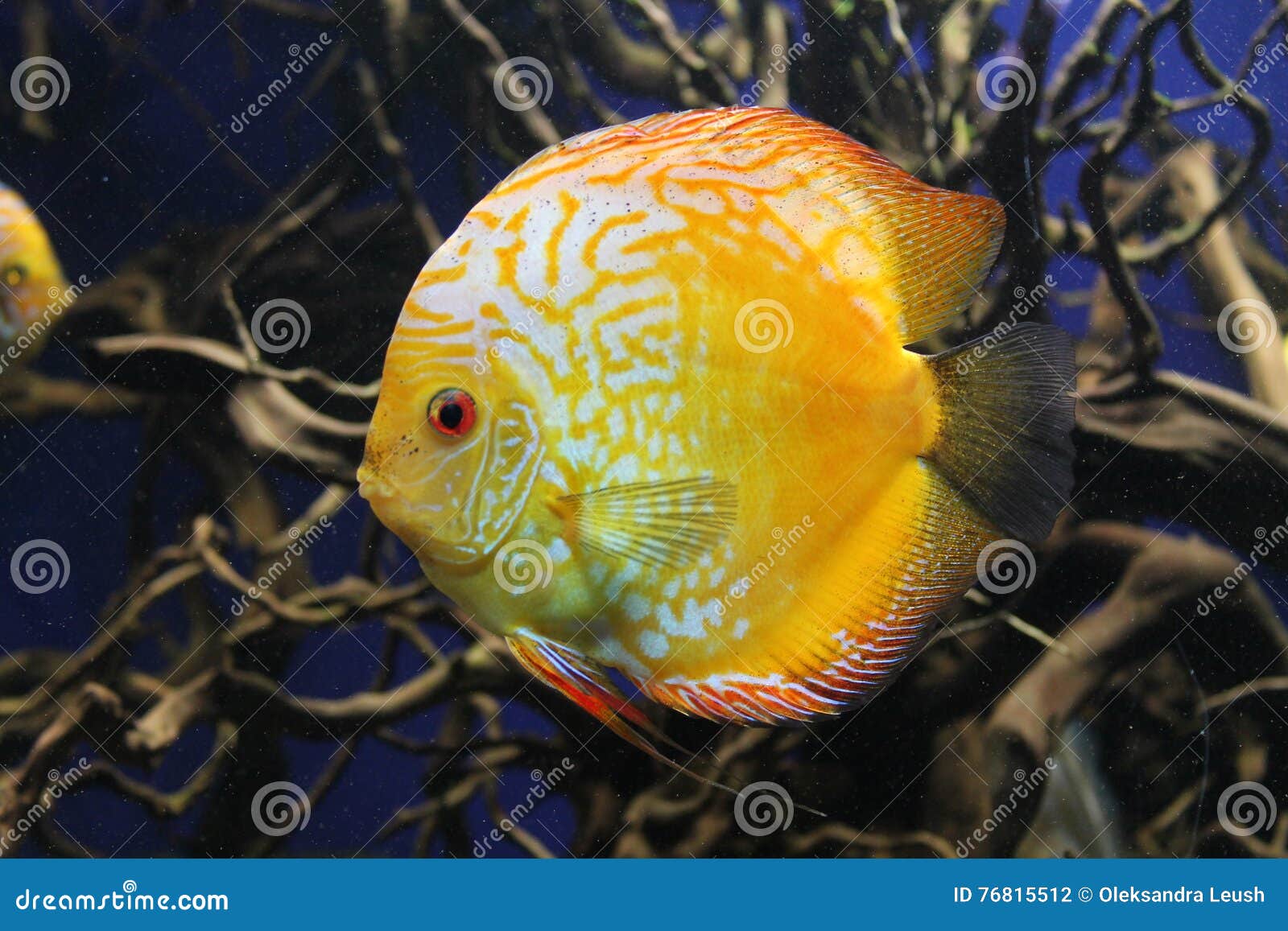 Yellow Discus Fish Aquarium Stock Photos - Download 797 Royalty Free Photos