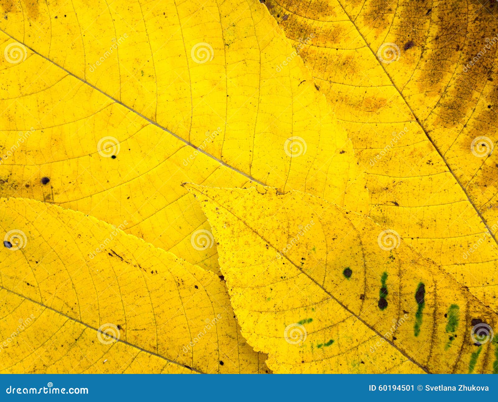 Bright Yellow Fall Leaves Tile Background Stock Image - Image of autumn ...