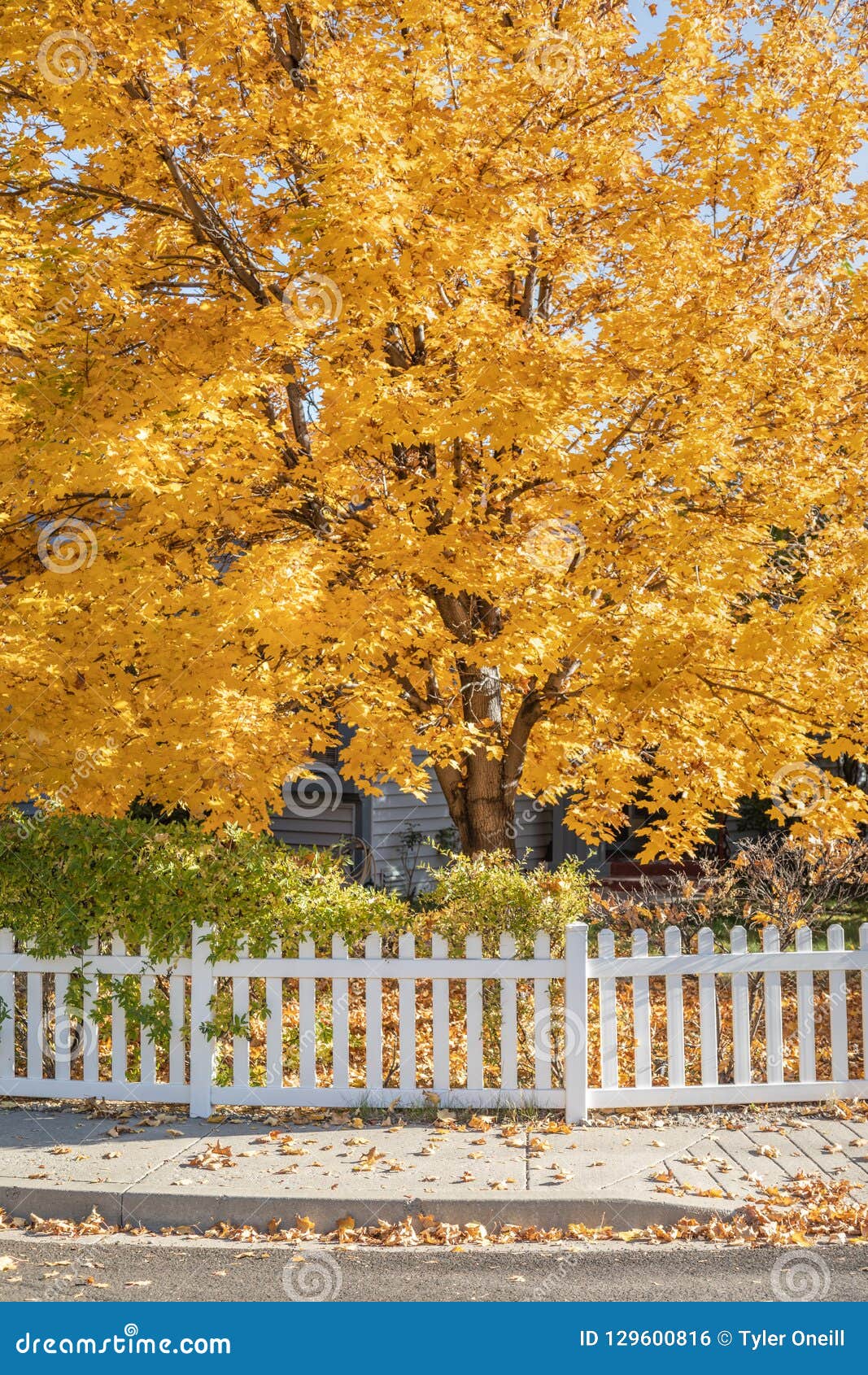 Yellow Fall Tree Leaves Background in Front of Home with Stock Photo ...