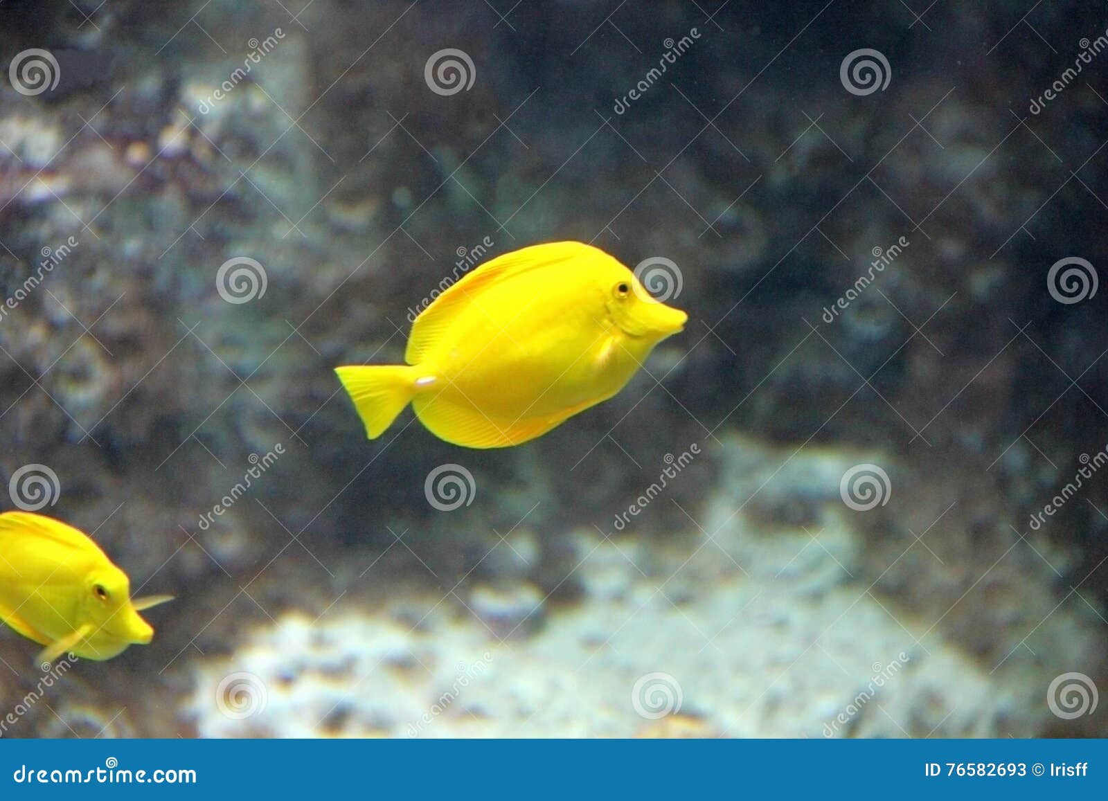 Bright yellow fish stock image. Image of aquarium, aquarian - 76582693