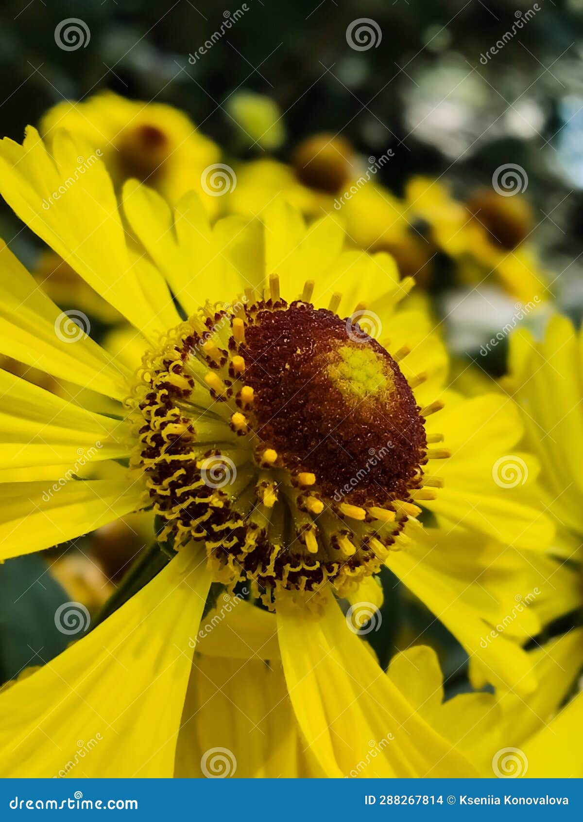 Bright Yellow Helenium Flower Close Up Stock Photo - Image of yellow ...