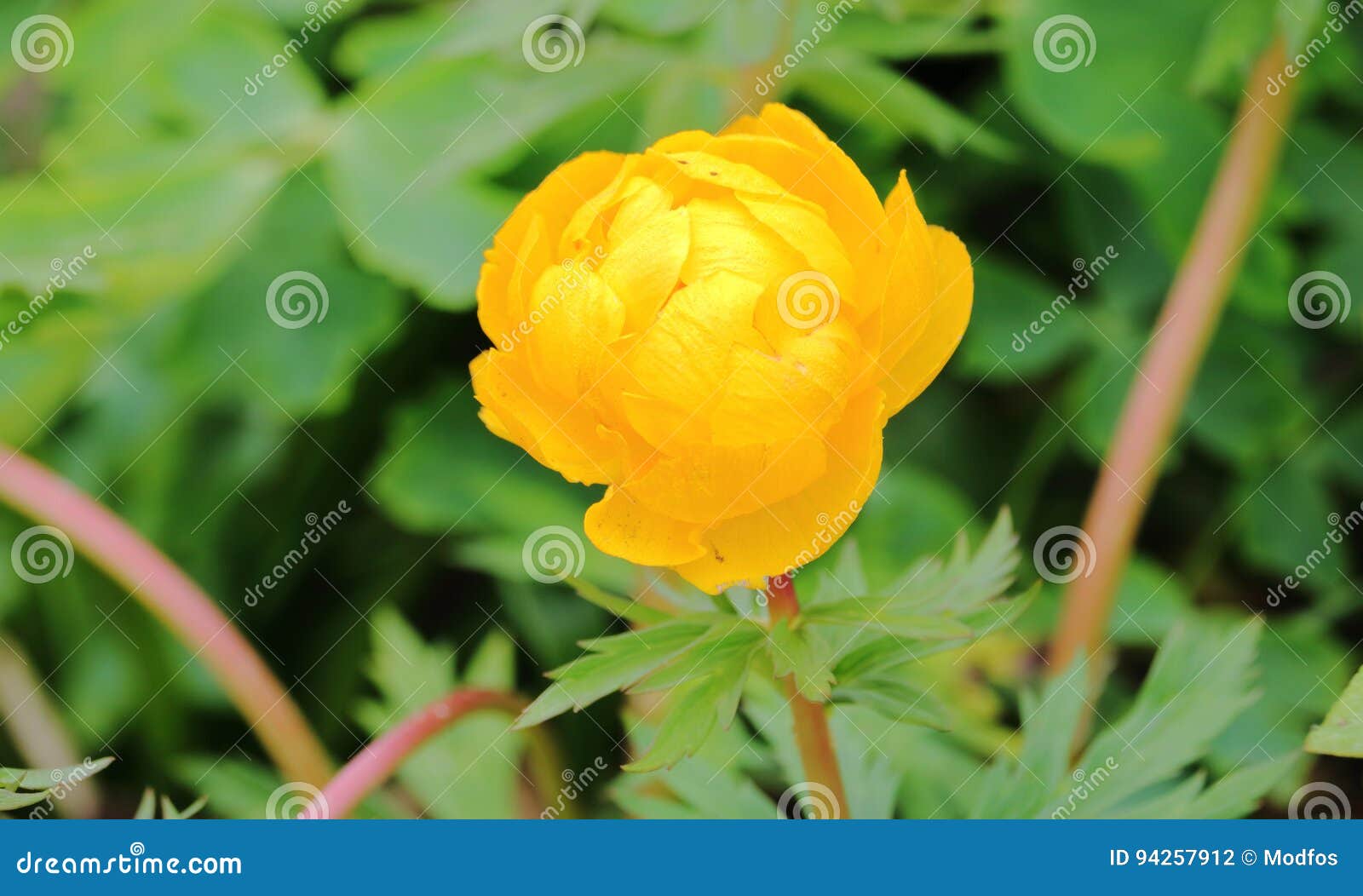 Bright Yellow Flower stock photo. Image of close, yellow - 94257912