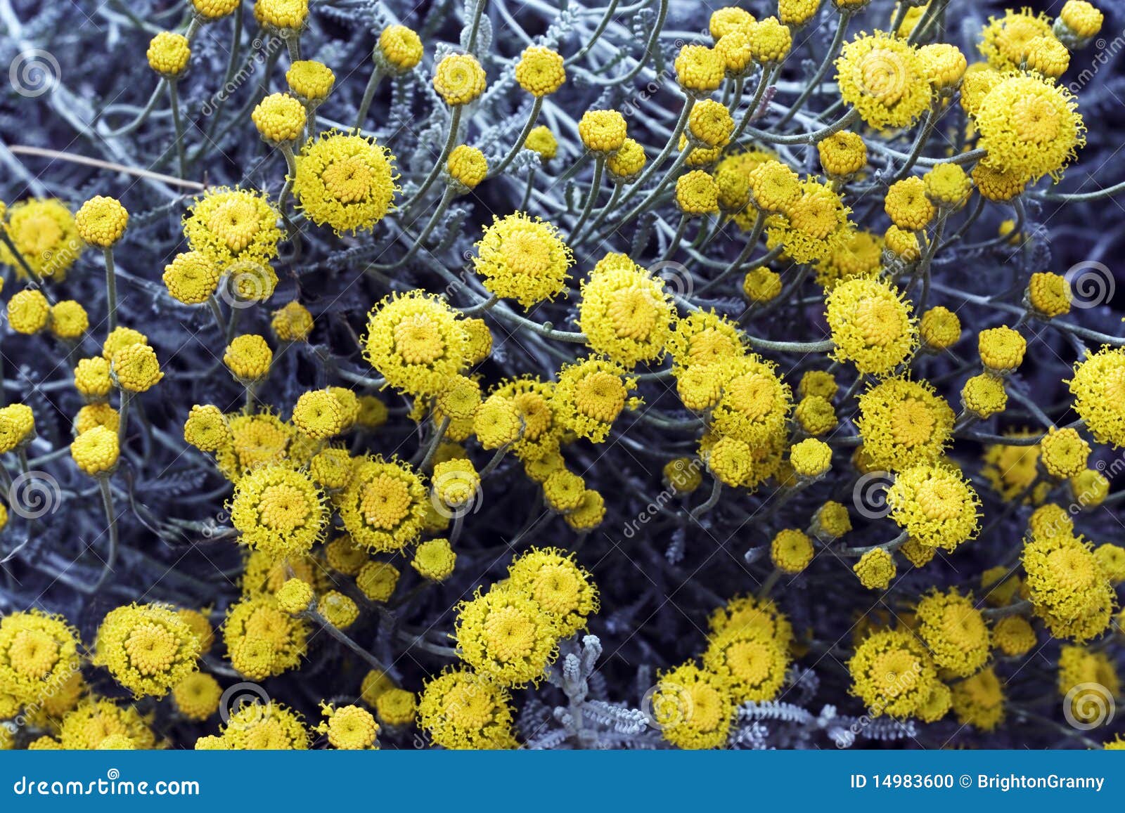 A Closeup of Cute Little Yellow Flowers. Stock Photo - Image of leaf ...