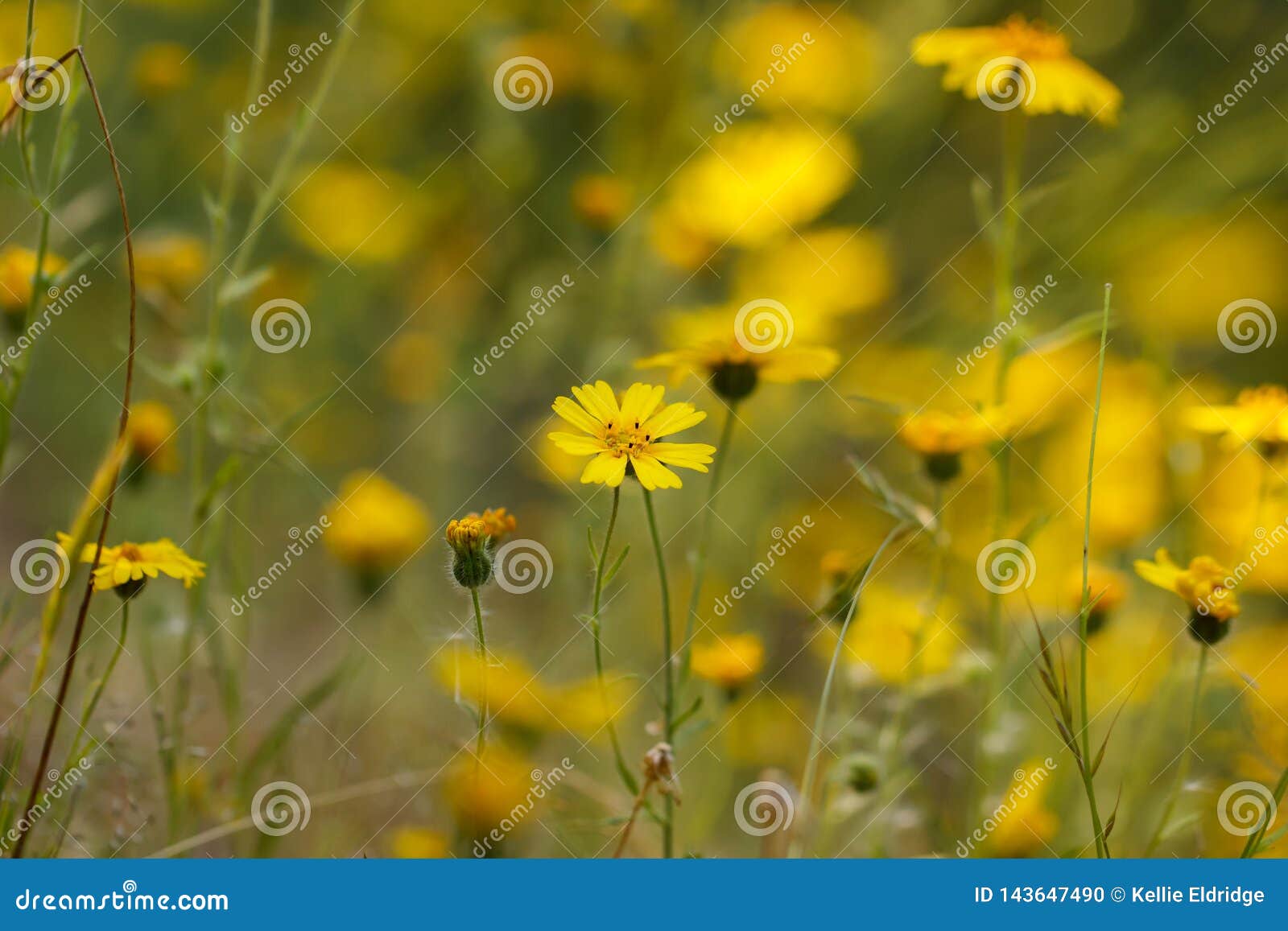 Bright Yellow Flowers of Common Madia or Tarweed Madia Elegans, a ...