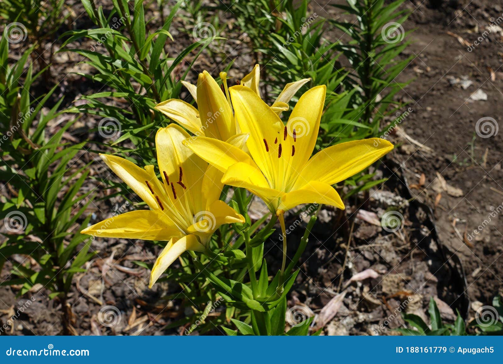 3 Yellow Flowers of Lilies in June Stock Image - Image of botany ...