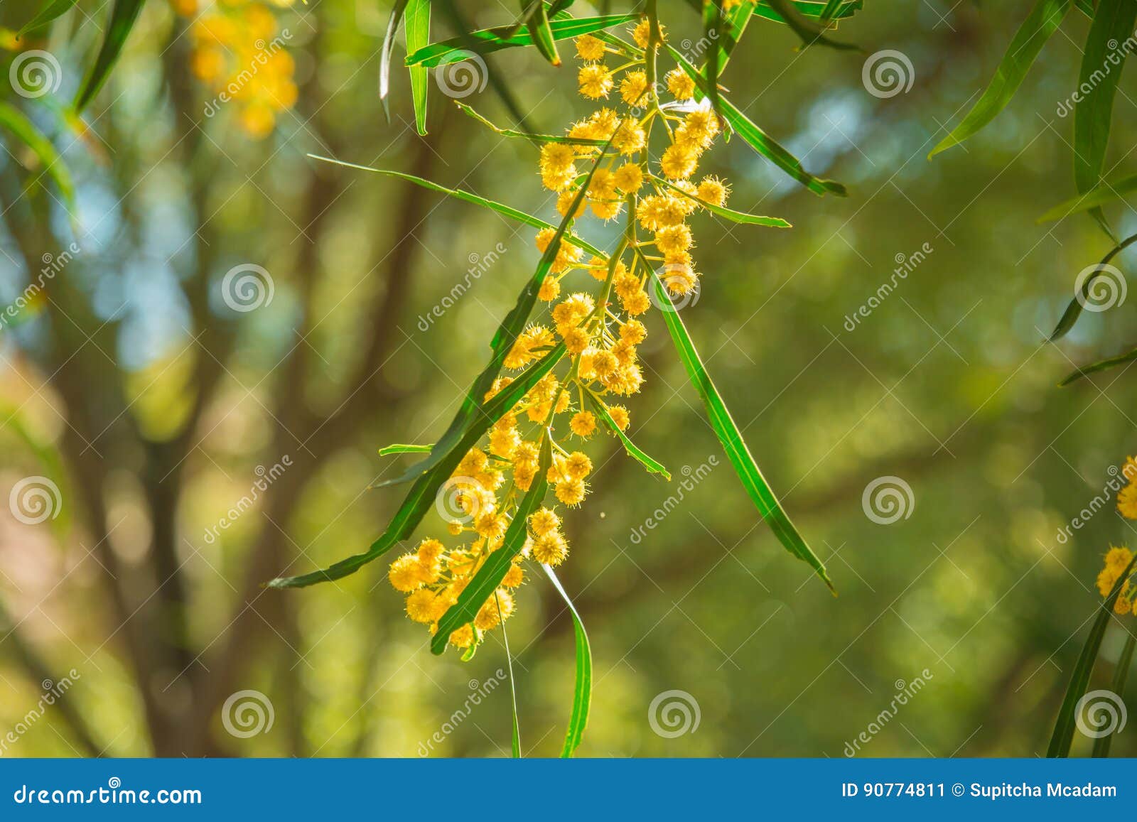 Bright Yellow Fluffy Fragrant Flowers Stock Image - Image of habitat ...