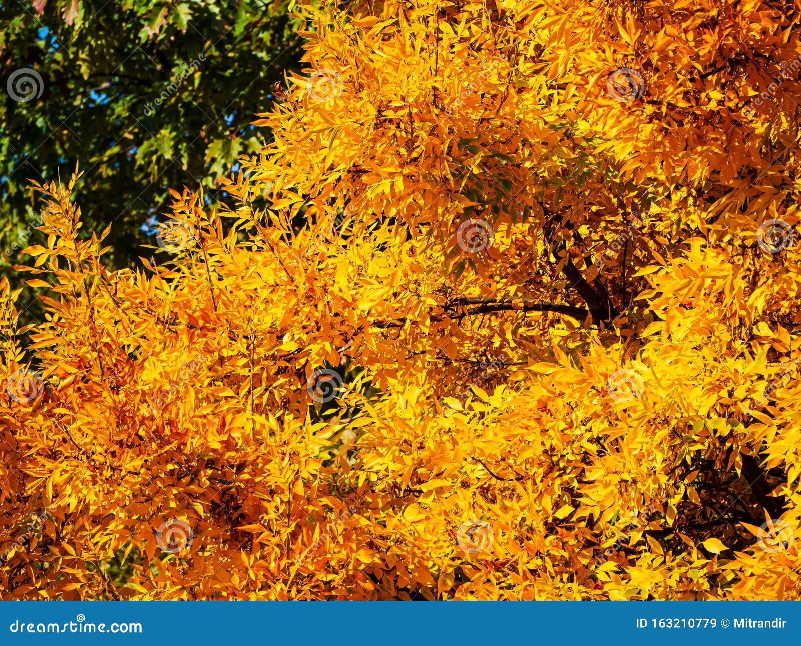 Bright Yellow Foliage of a Tree in Autumn Stock Image - Image of ...