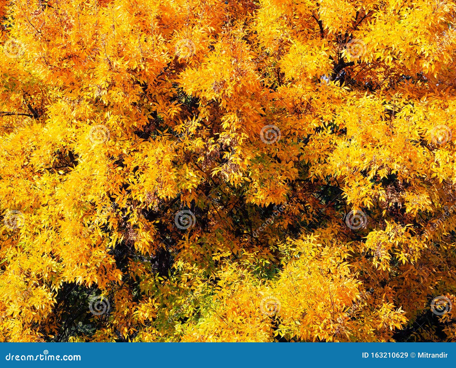 Bright Yellow Foliage of a Tree in Early Autumn Stock Image - Image of ...