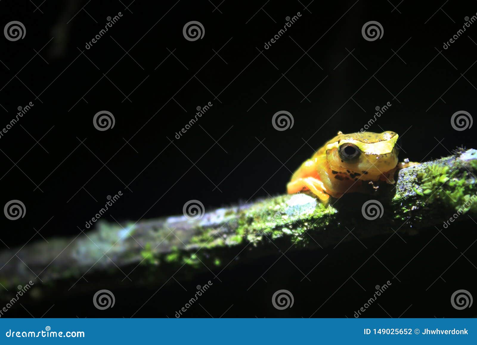 Bright Yellow Frog on a Branch Looking Angry Stock Photo - Image of ...