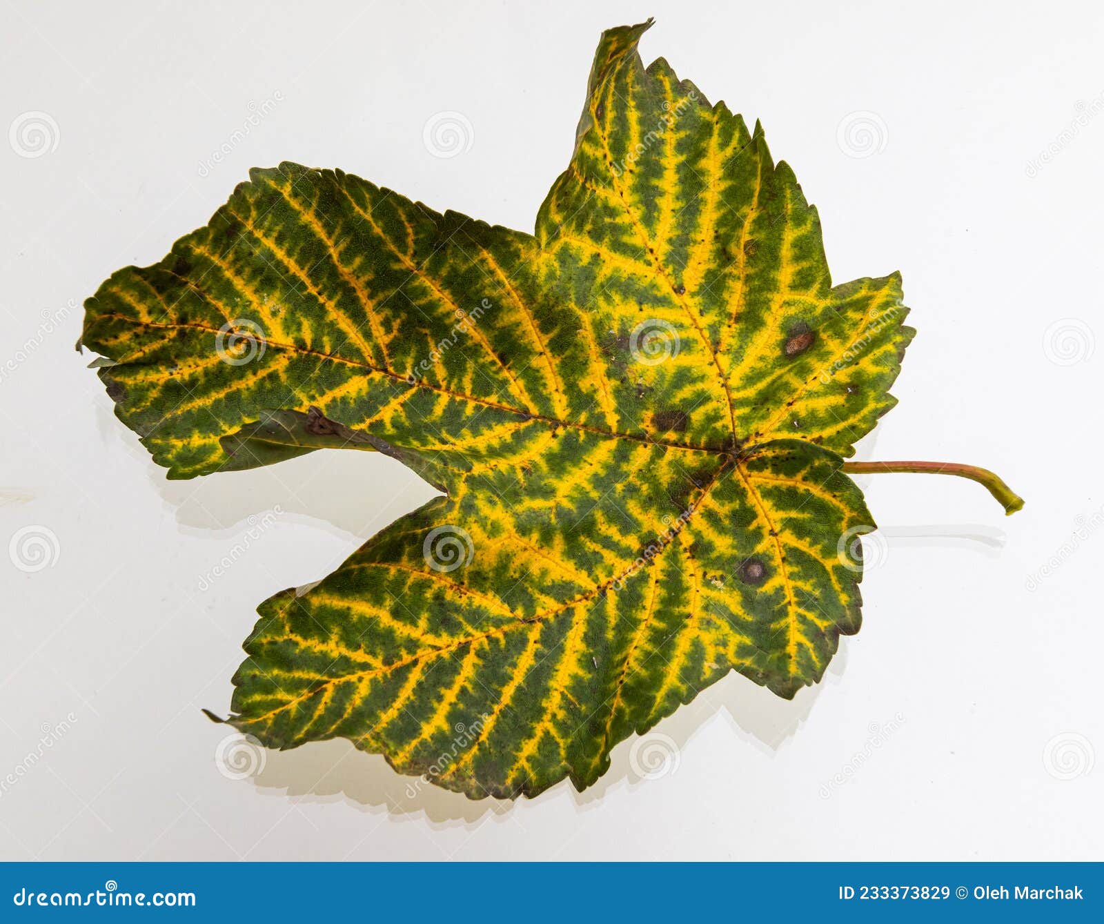 Bright Yellow-green Autumn Leaves on a White Background. Texture Stock ...