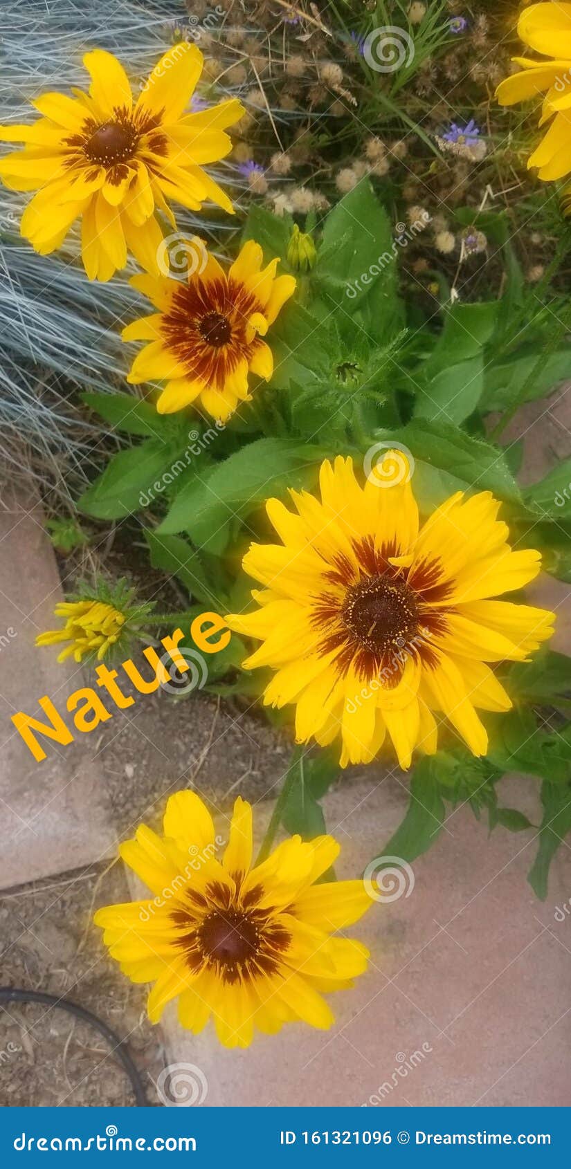 Bright Yellow Green Flower Nature Outdoors Stock Photo - Image of ...