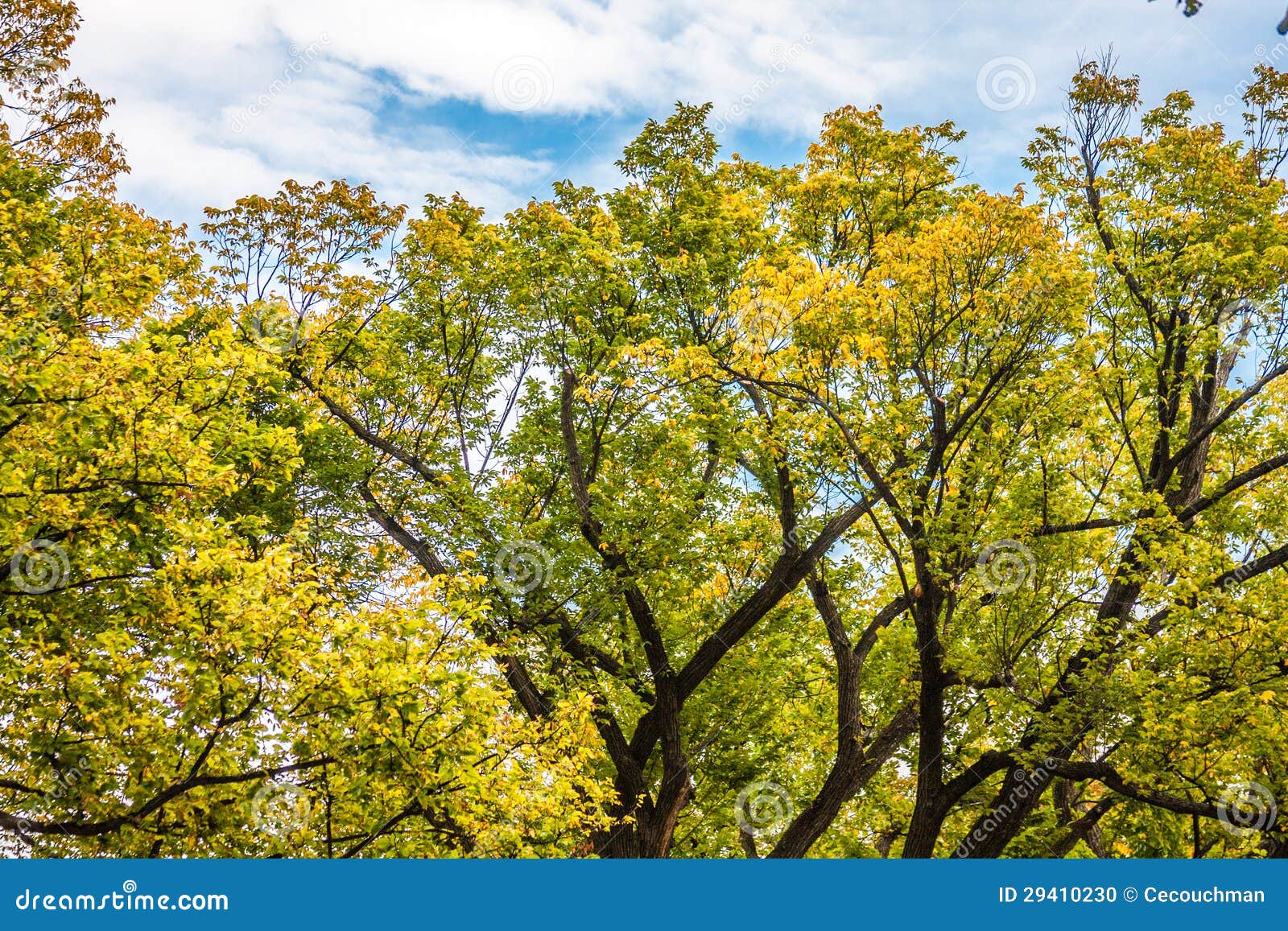 Bright Yellow, Green Trees Against Blue Cloudy Sky Stock Photo - Image ...