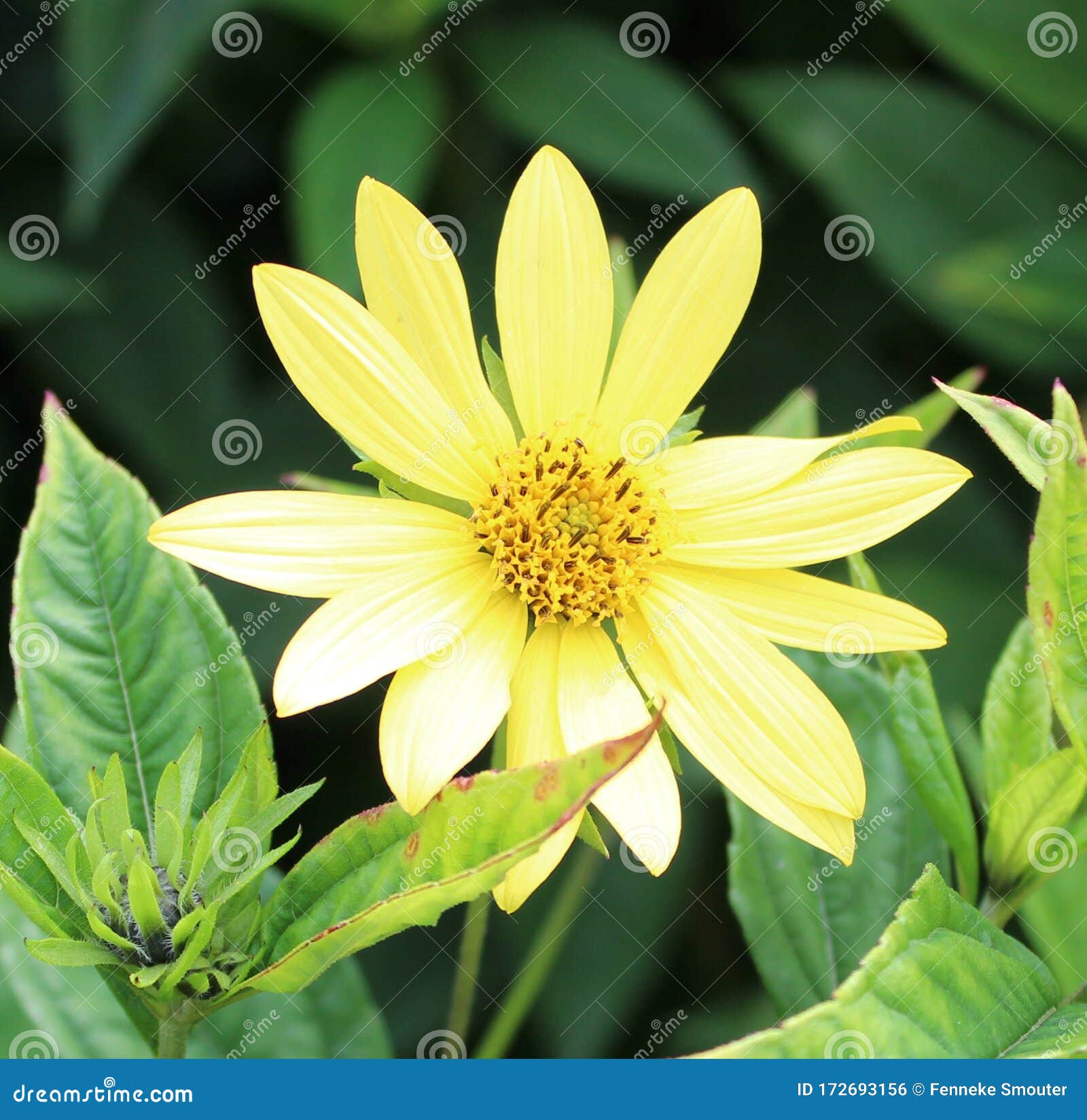 Helianthus Lemon Queen Flower Royalty-Free Stock Photography ...