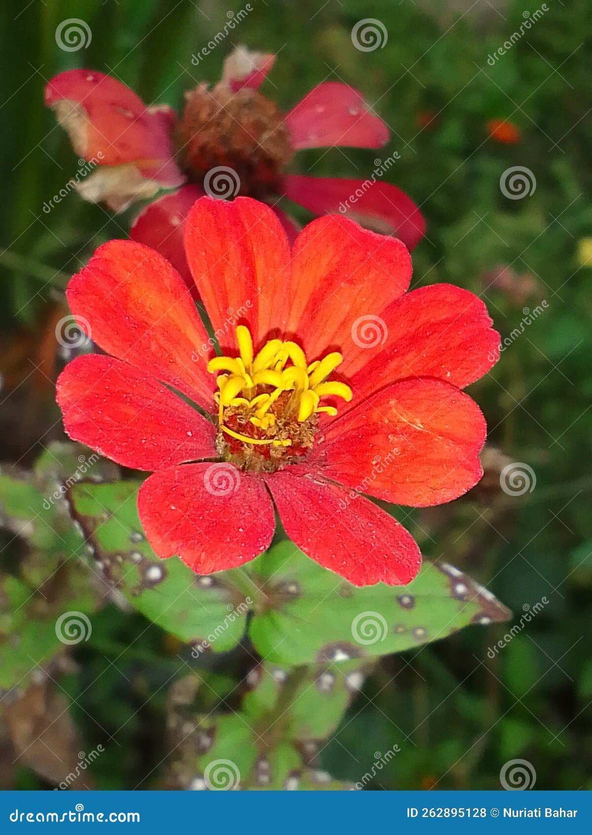 Bright Red Kind of Flower, it& X27;s really Bright Stock Photo - Image ...
